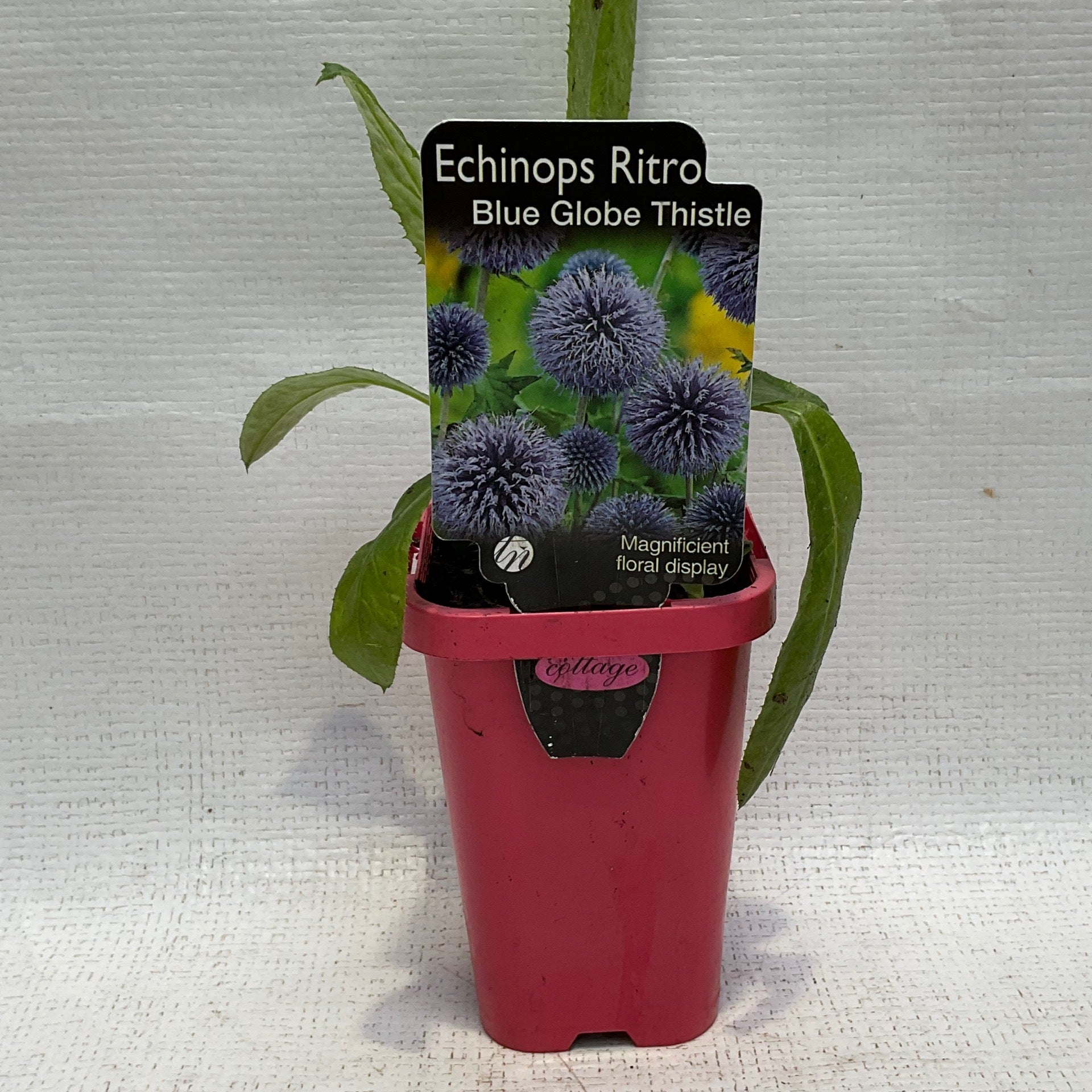 Echinops Ritro Blue Globe Thistle | Formosa Gardens Nursery, Ballarat