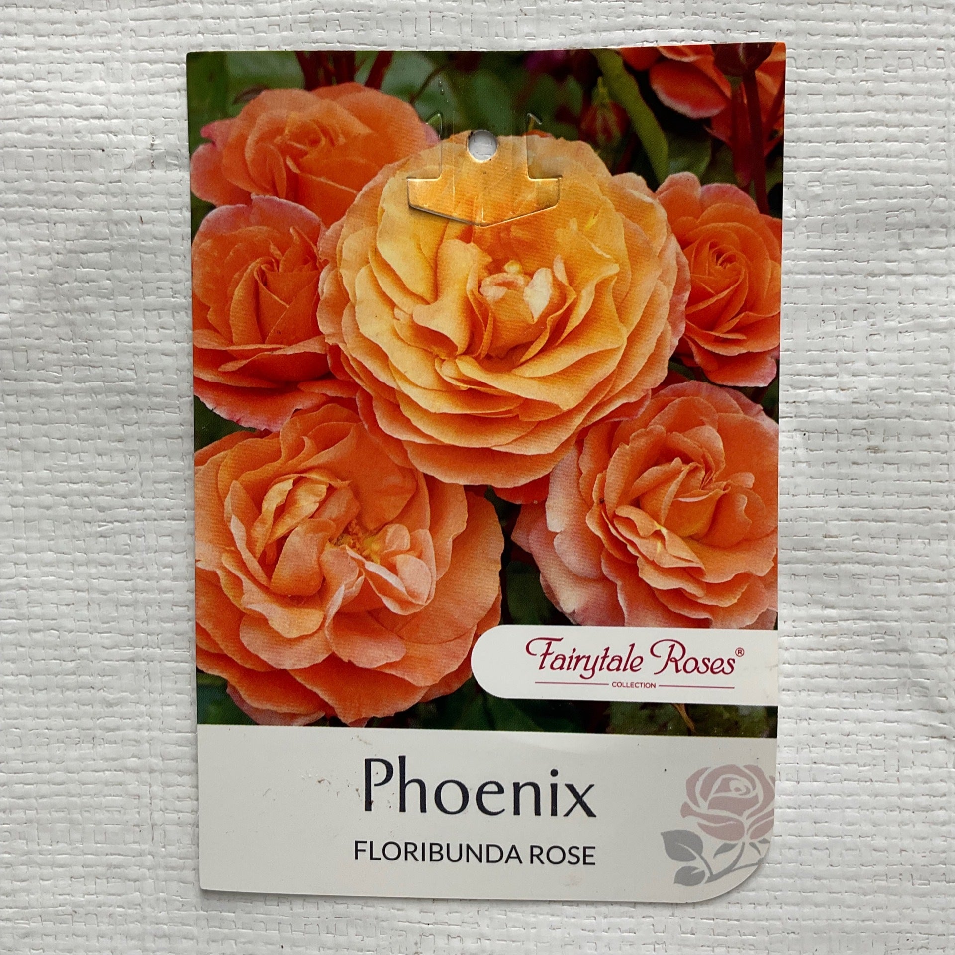 Phoenix Bush Rose | Formosa Gardens Nursery, Ballarat