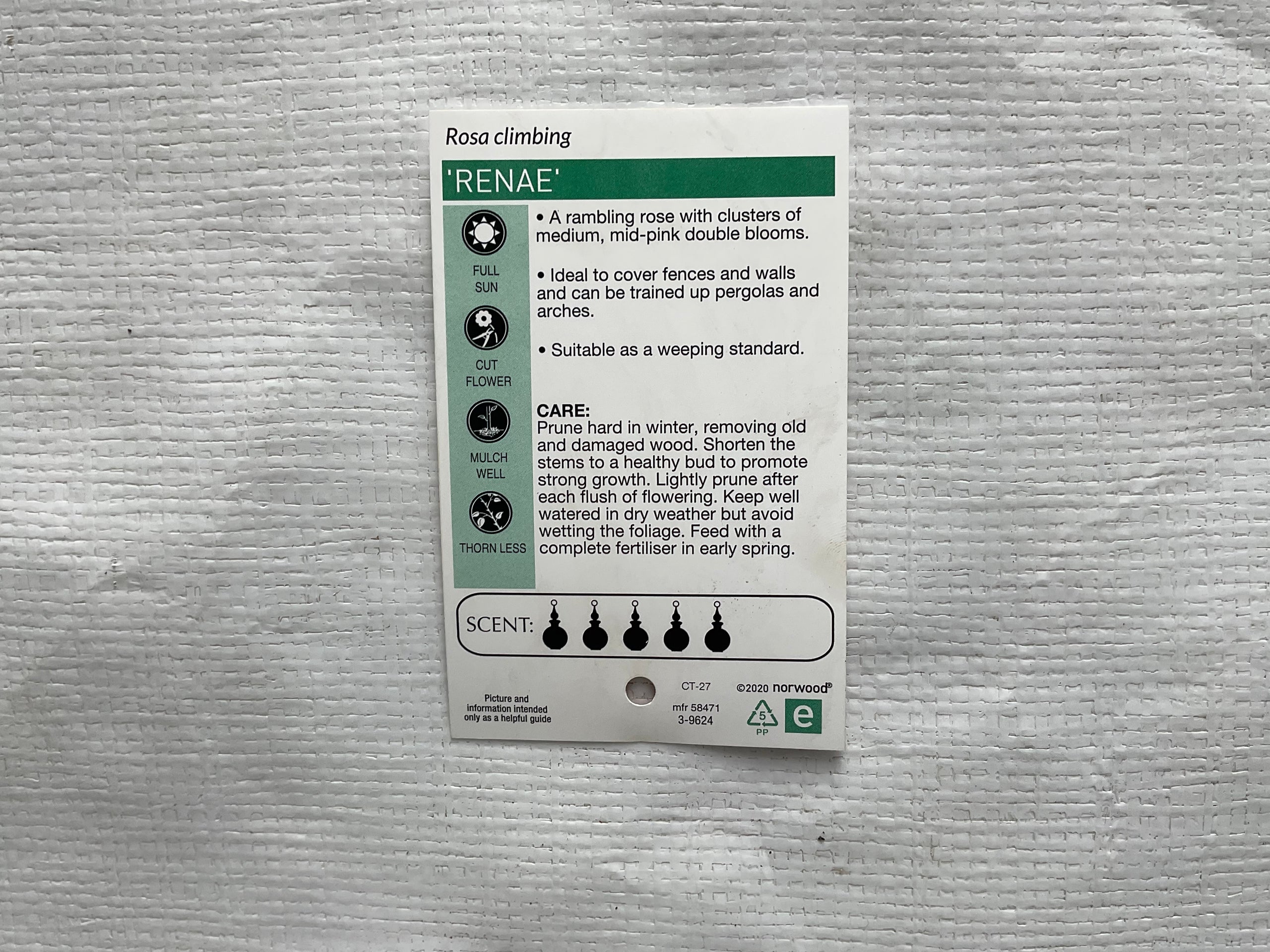 Renae Climbing Rose | Formosa Gardens Nursery, Ballarat