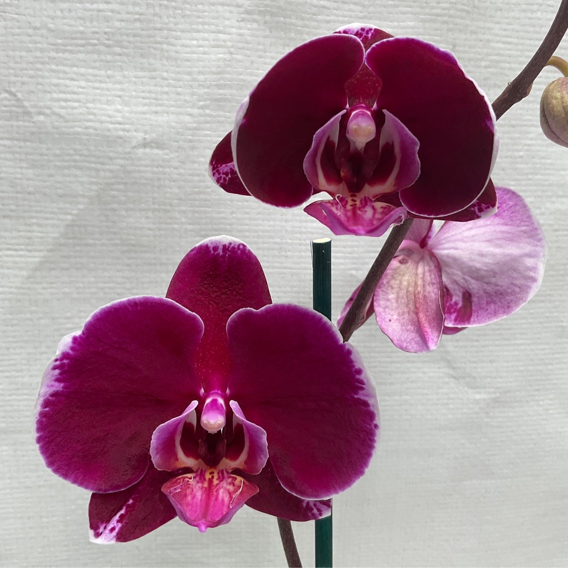 Orchid Phalaenopsis Moth Pinkish burgundy | Formosa Gardens Nursery ...