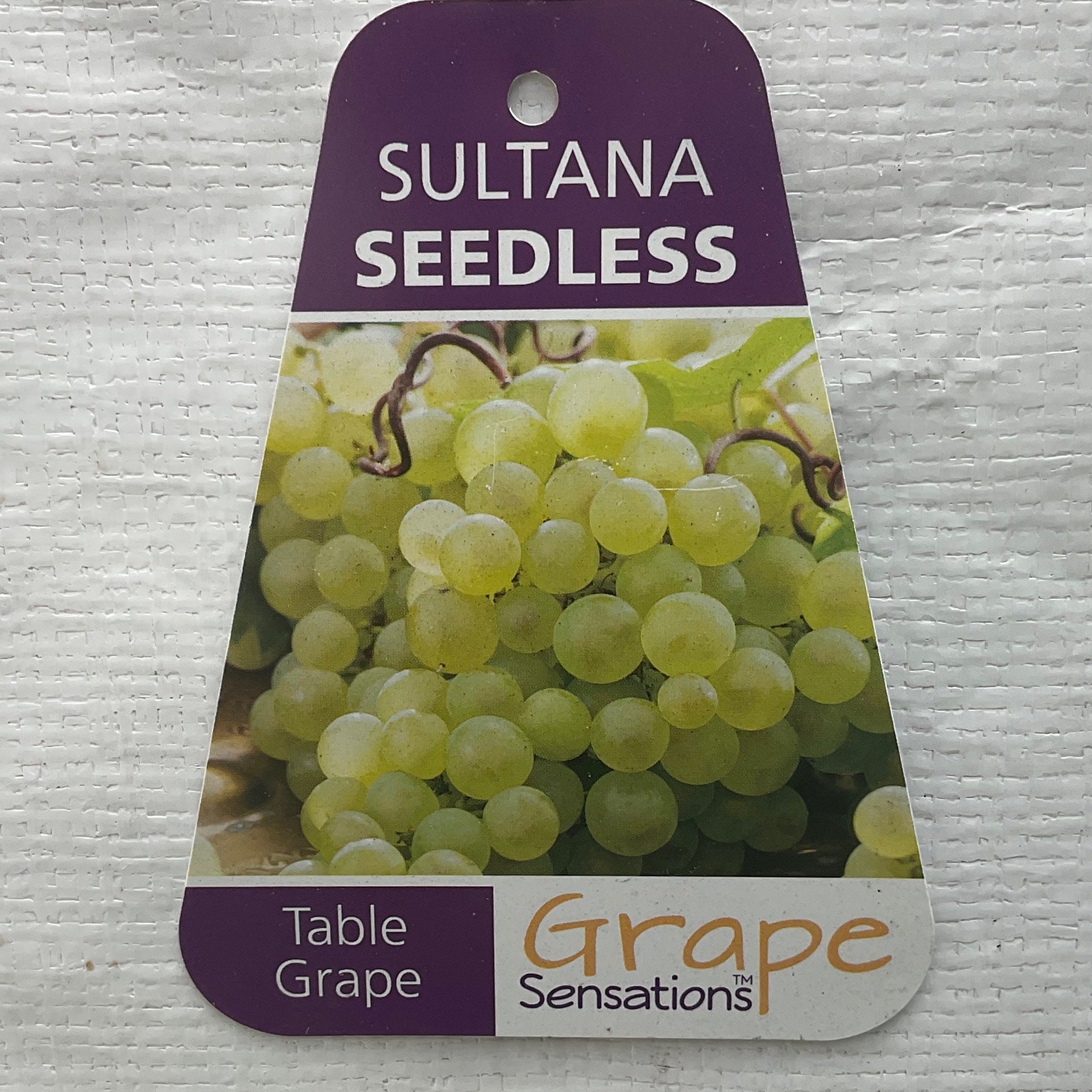 Sultana Seedless Fruiting Grape | Formosa Gardens Nursery, Ballarat