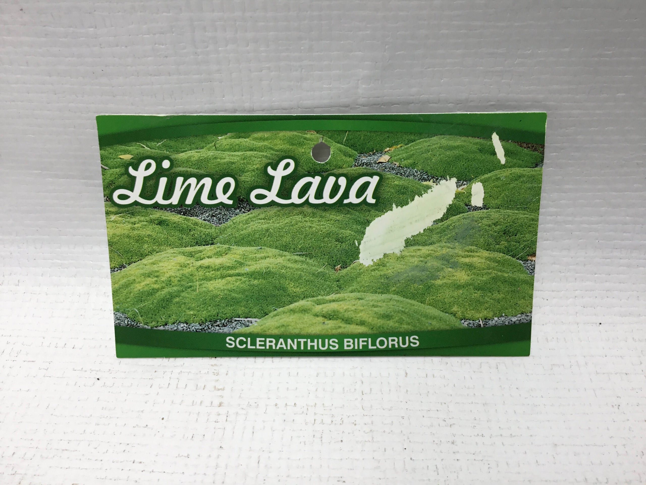 Lime lava scleranthus biflorus | Formosa Gardens Nursery, Ballarat