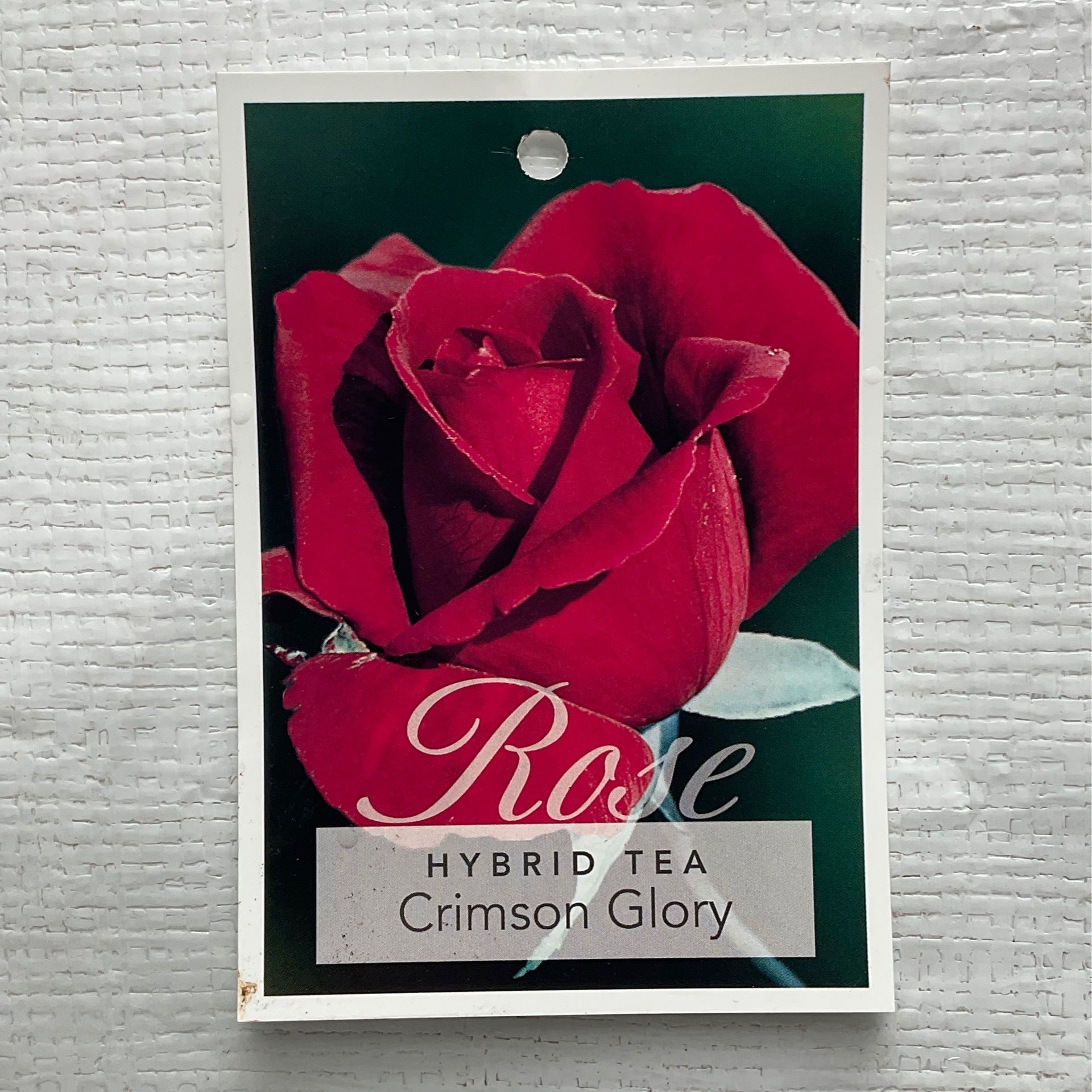 Crimson Glory Bush Rose | Formosa Gardens Nursery, Ballarat