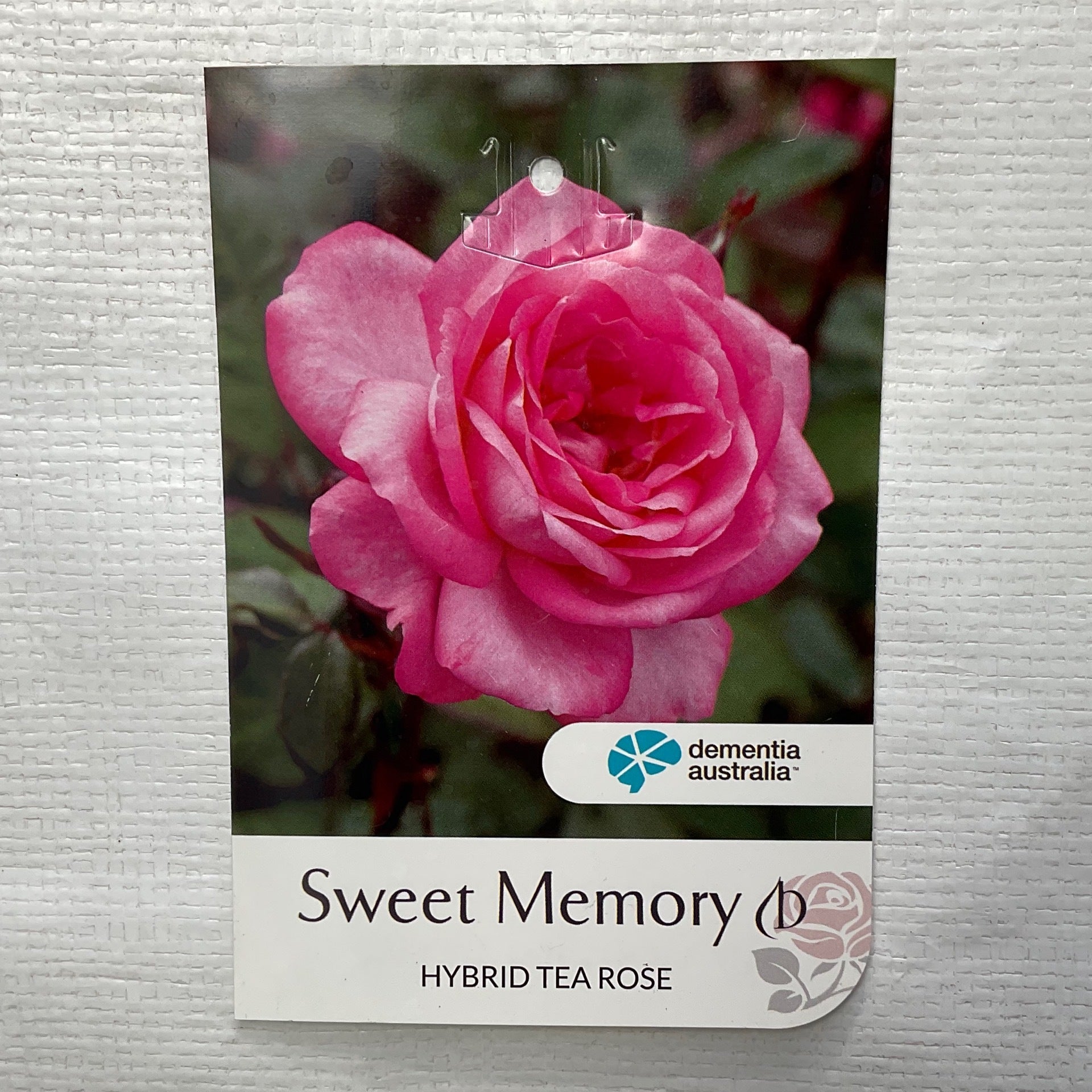 Sweet Memory Bush Rose | Formosa Gardens Nursery, Ballarat