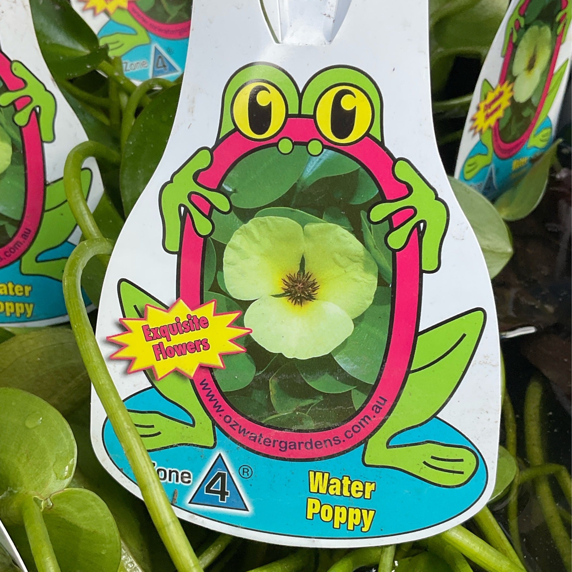 Water Poppy | Formosa Gardens Nursery, Ballarat