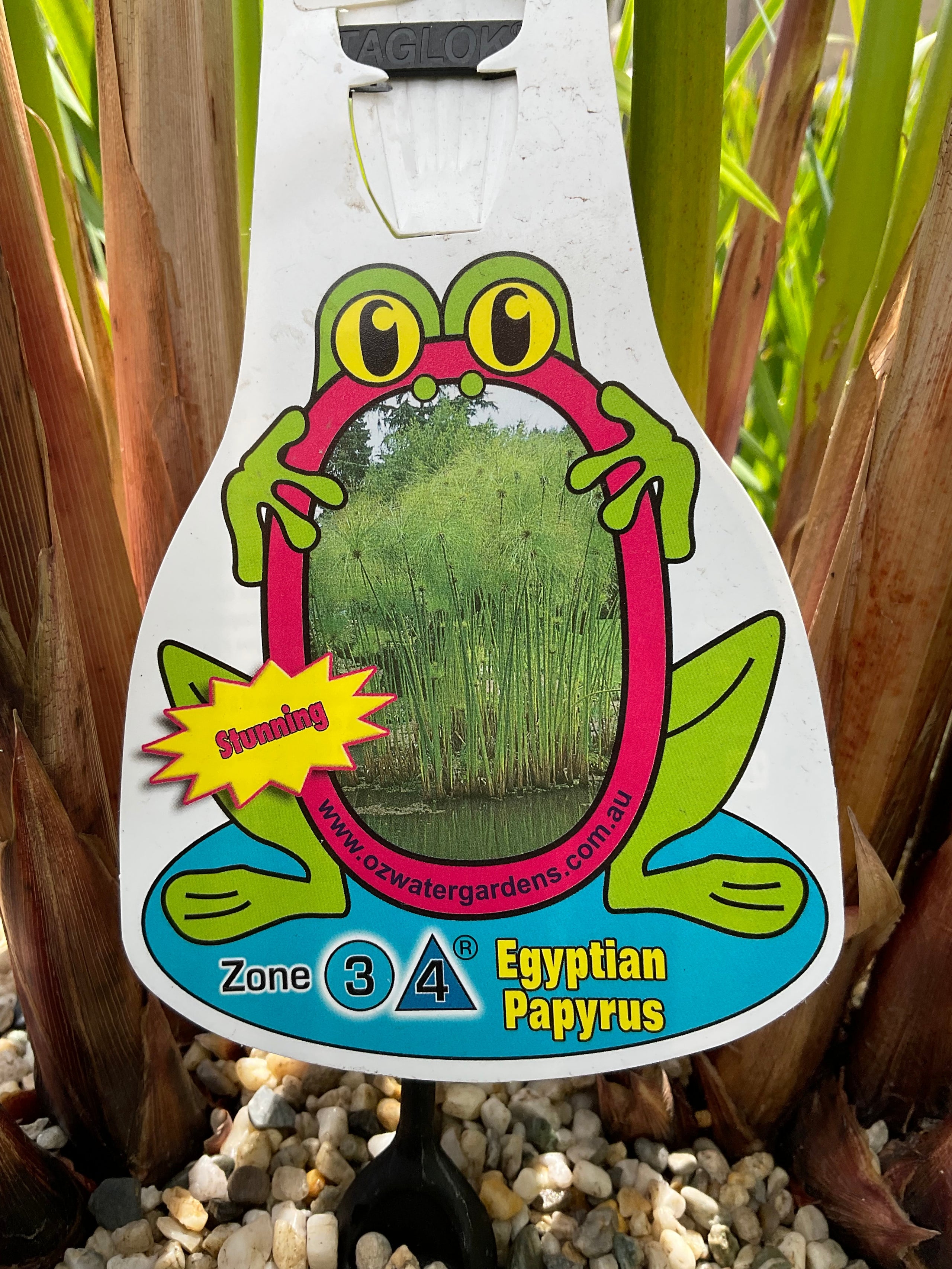 Egyptian Paprus | Formosa Gardens Nursery, Ballarat