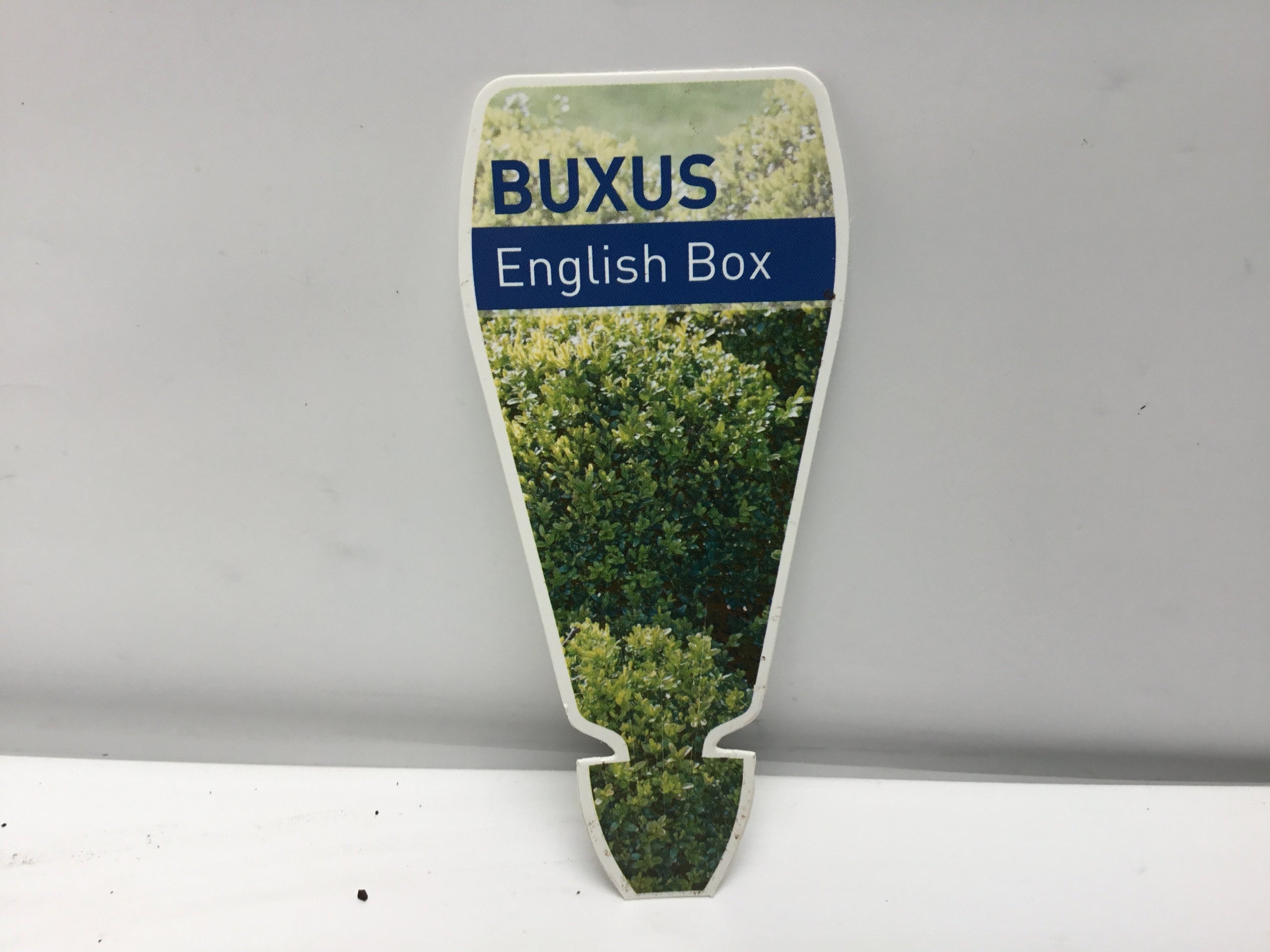 English box | Formosa Gardens Nursery, Ballarat