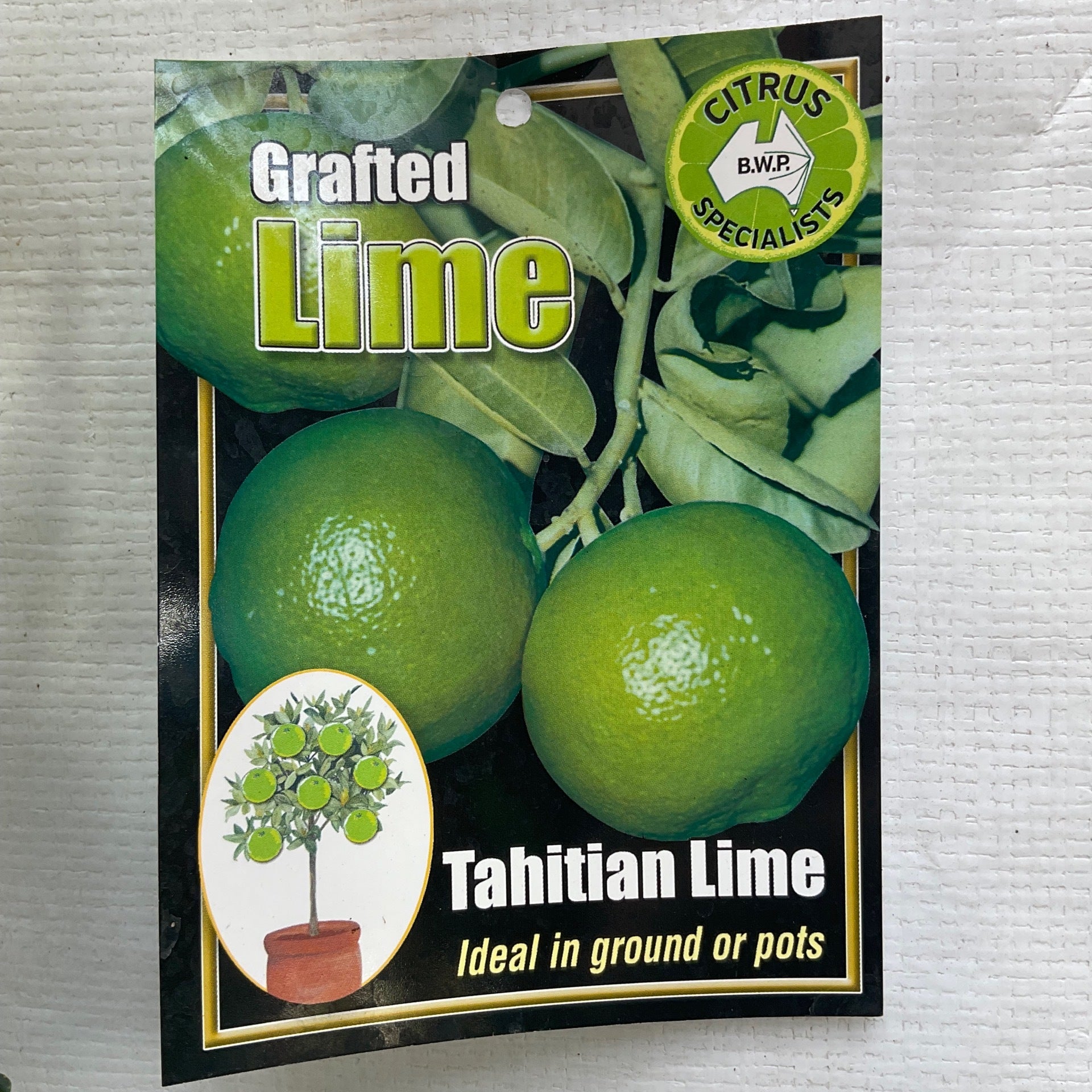 Lime Grafted Tahitian Lime | Formosa Gardens Nursery, Ballarat