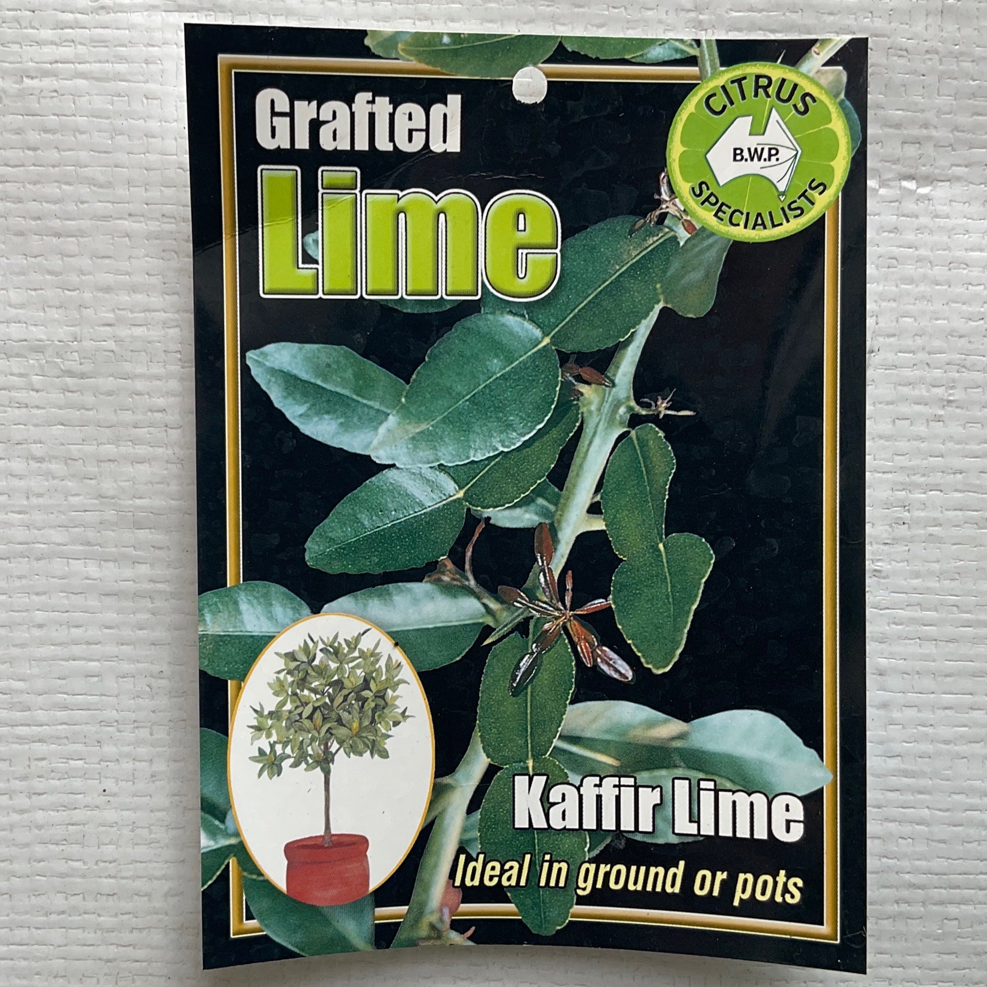 Lime Grafted Kaffir Lime | Formosa Gardens Nursery, Ballarat