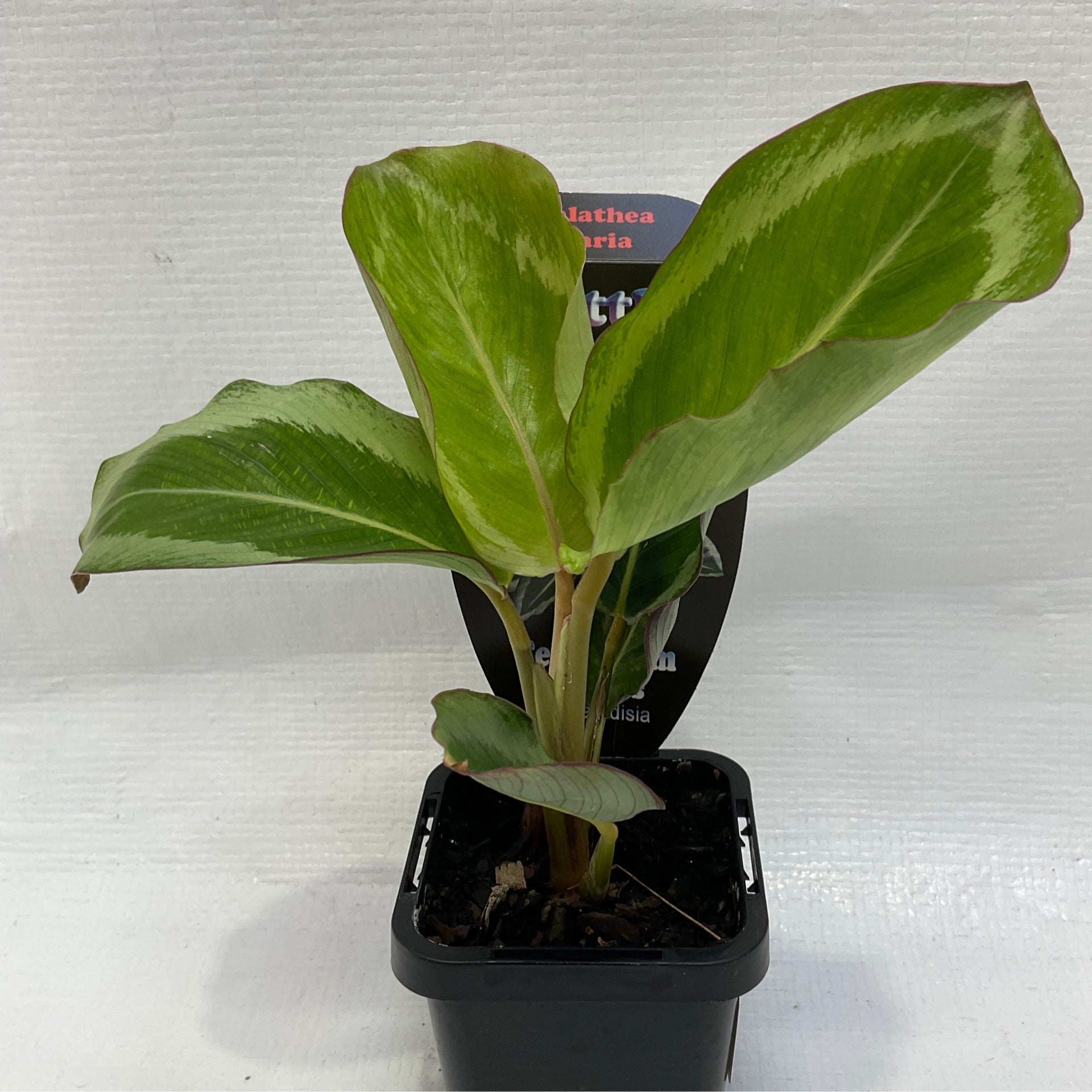 Calathea Maria bottle babies 7cm | Formosa Gardens Nursery, Ballarat
