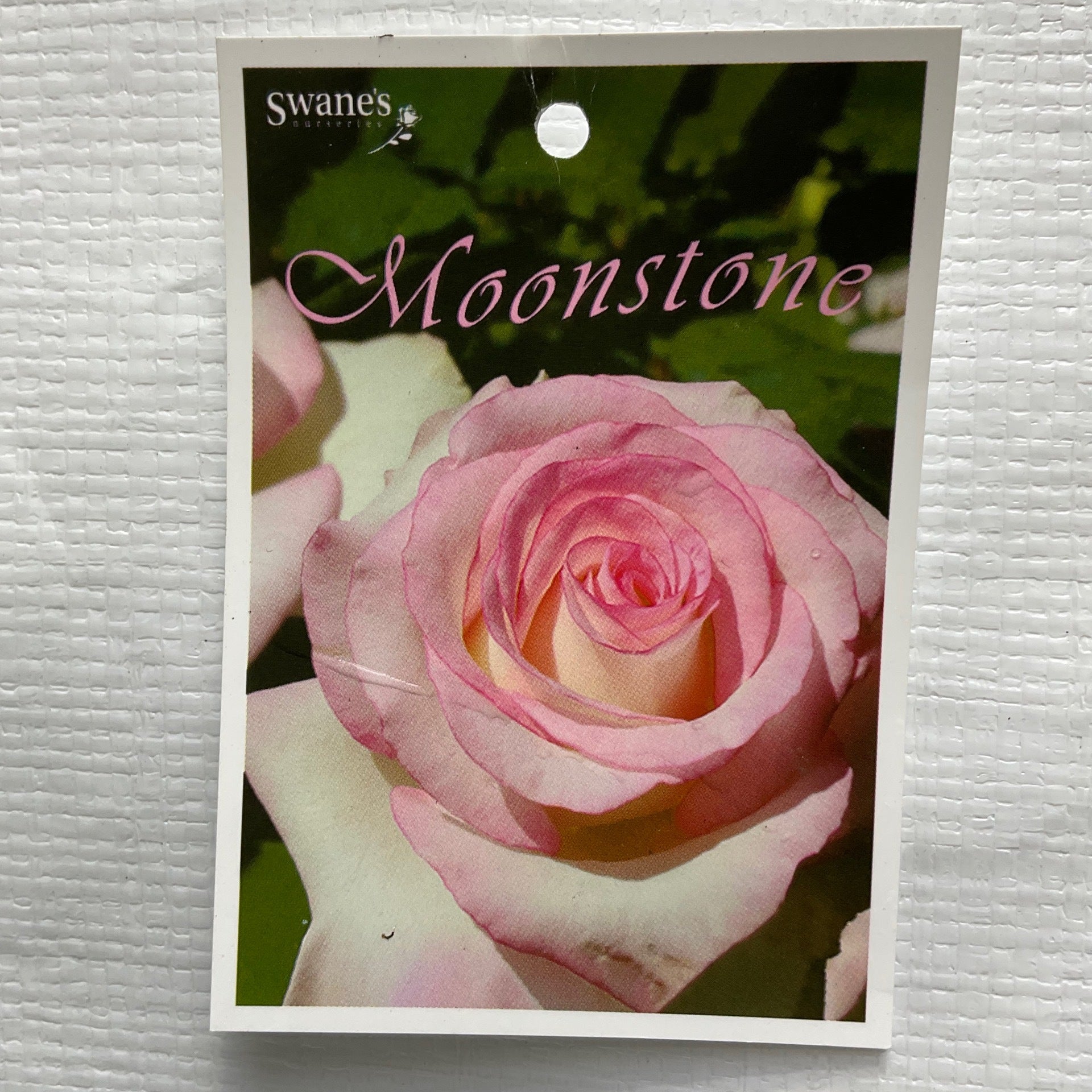 Moonstone Bush Rose | Formosa Gardens Nursery, Ballarat