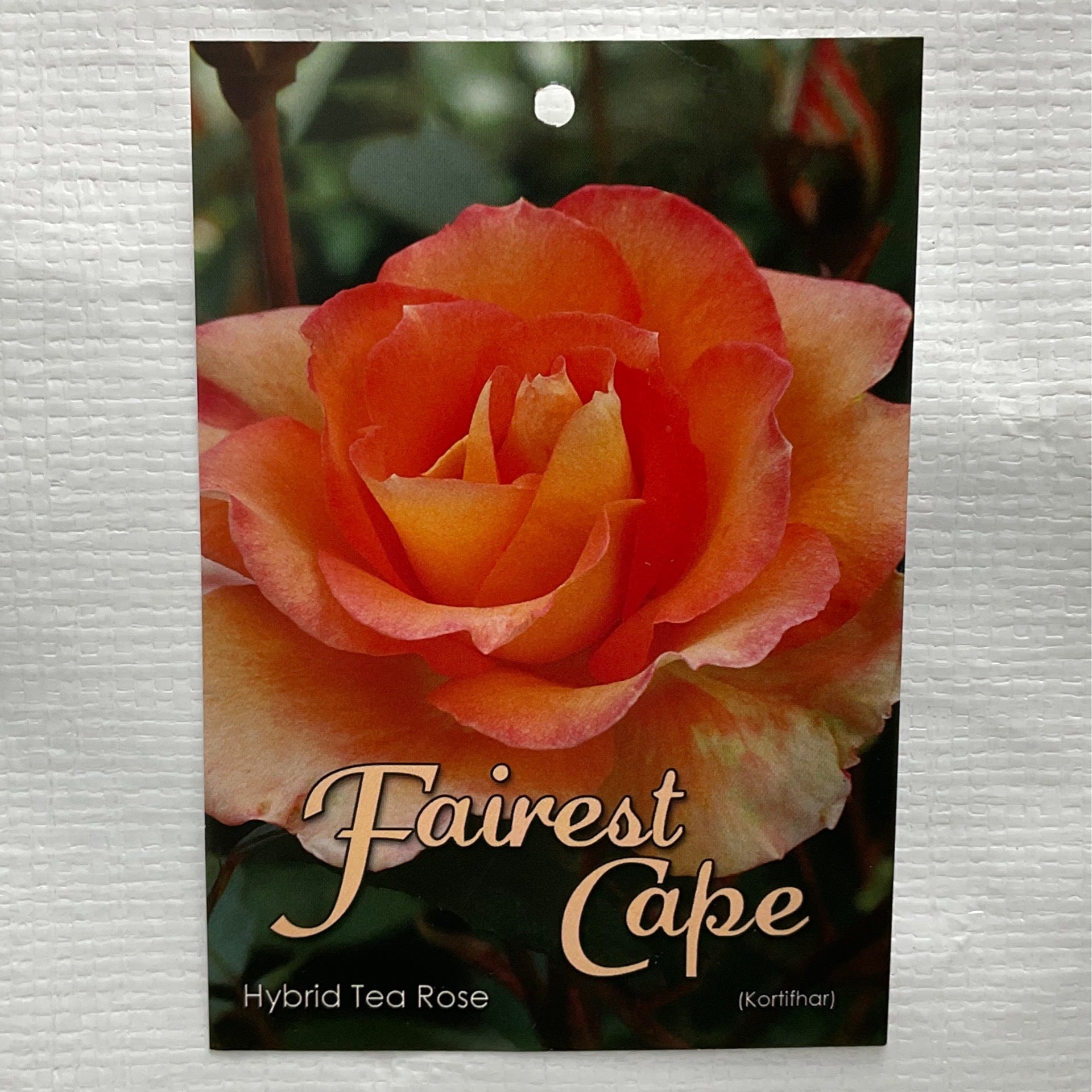 Fairest Cape Bush Rose | Formosa Gardens Nursery, Ballarat