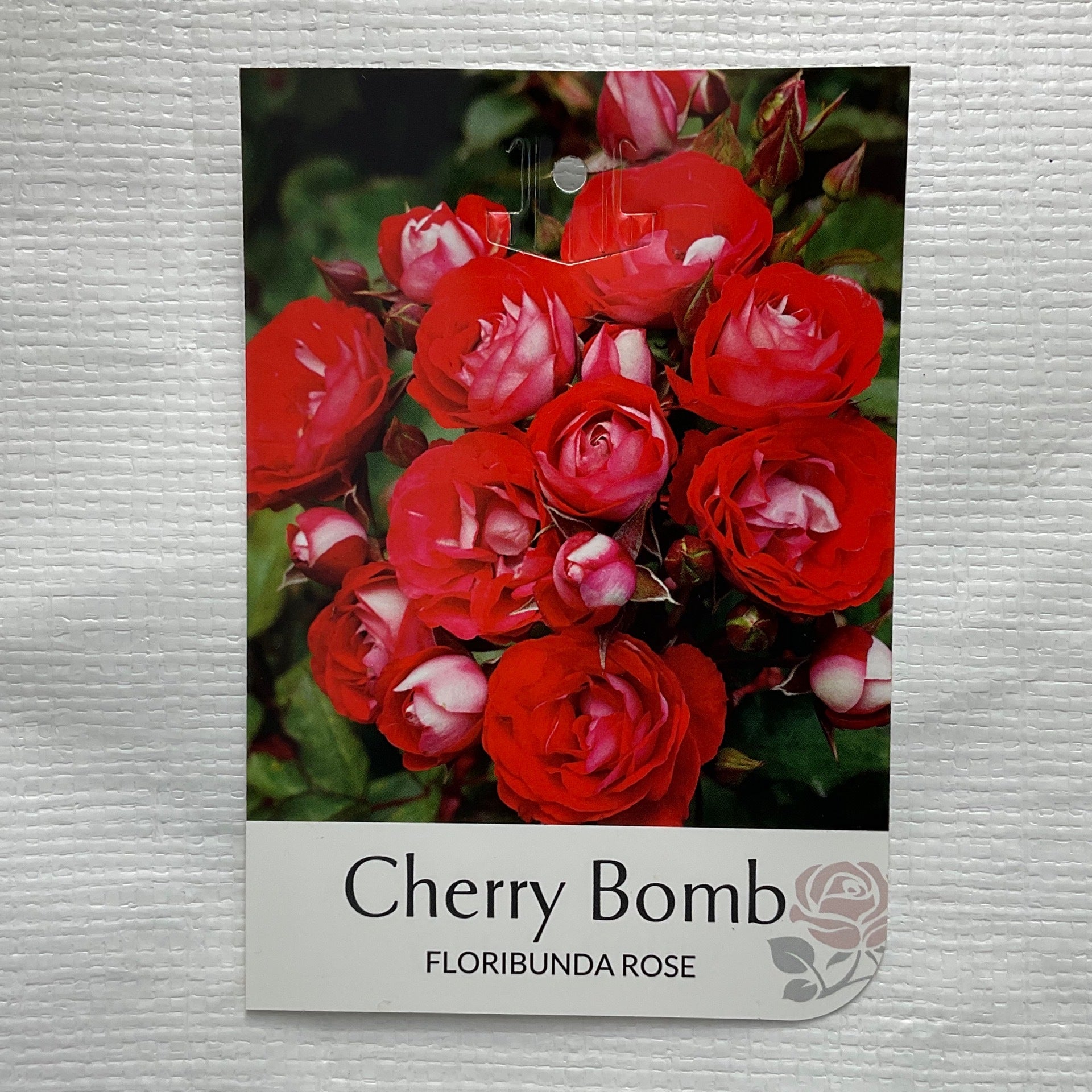 Cherry Bomb Bush Rose | Formosa Gardens Nursery, Ballarat