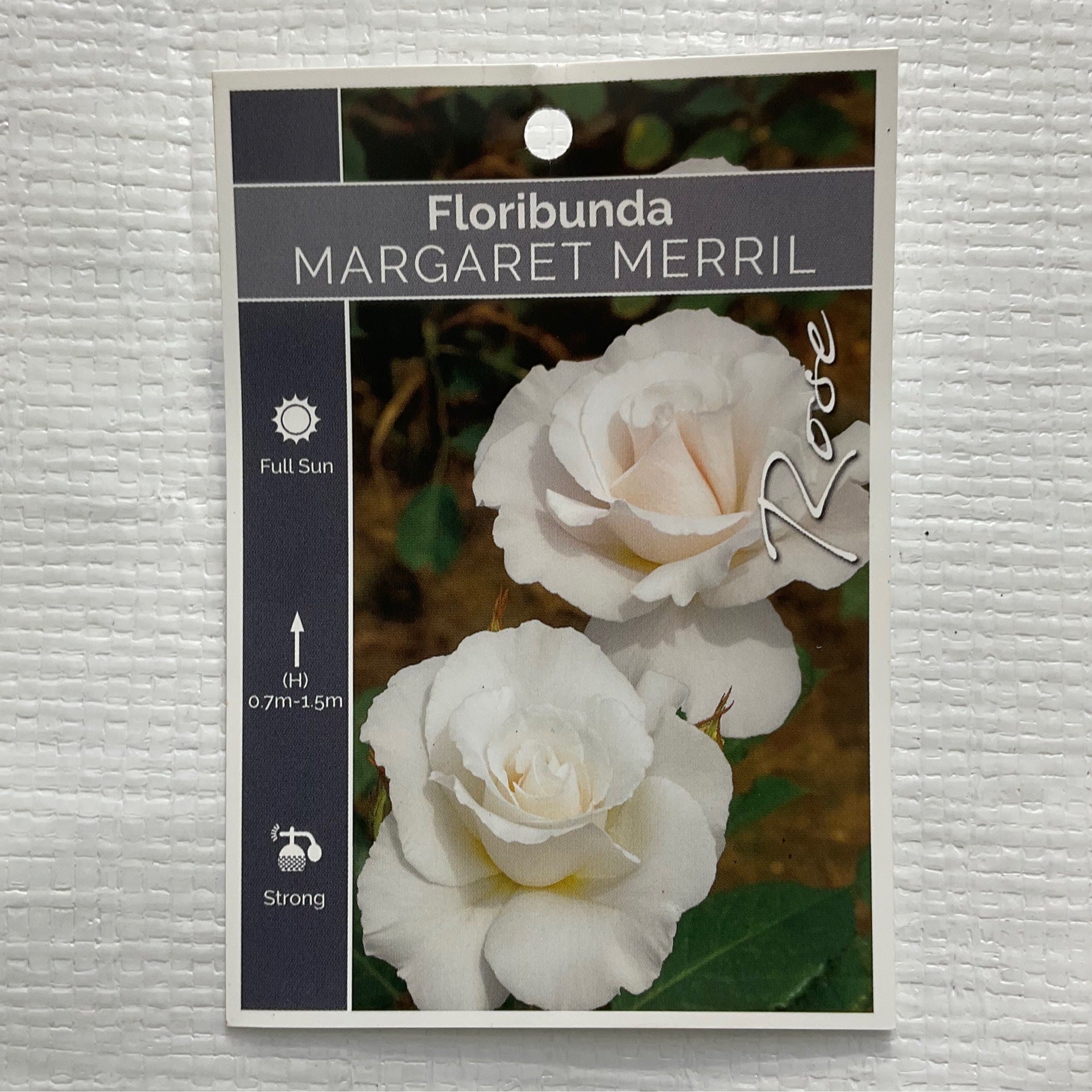 Margaret Merril Bush Rose | Formosa Gardens Nursery, Ballarat