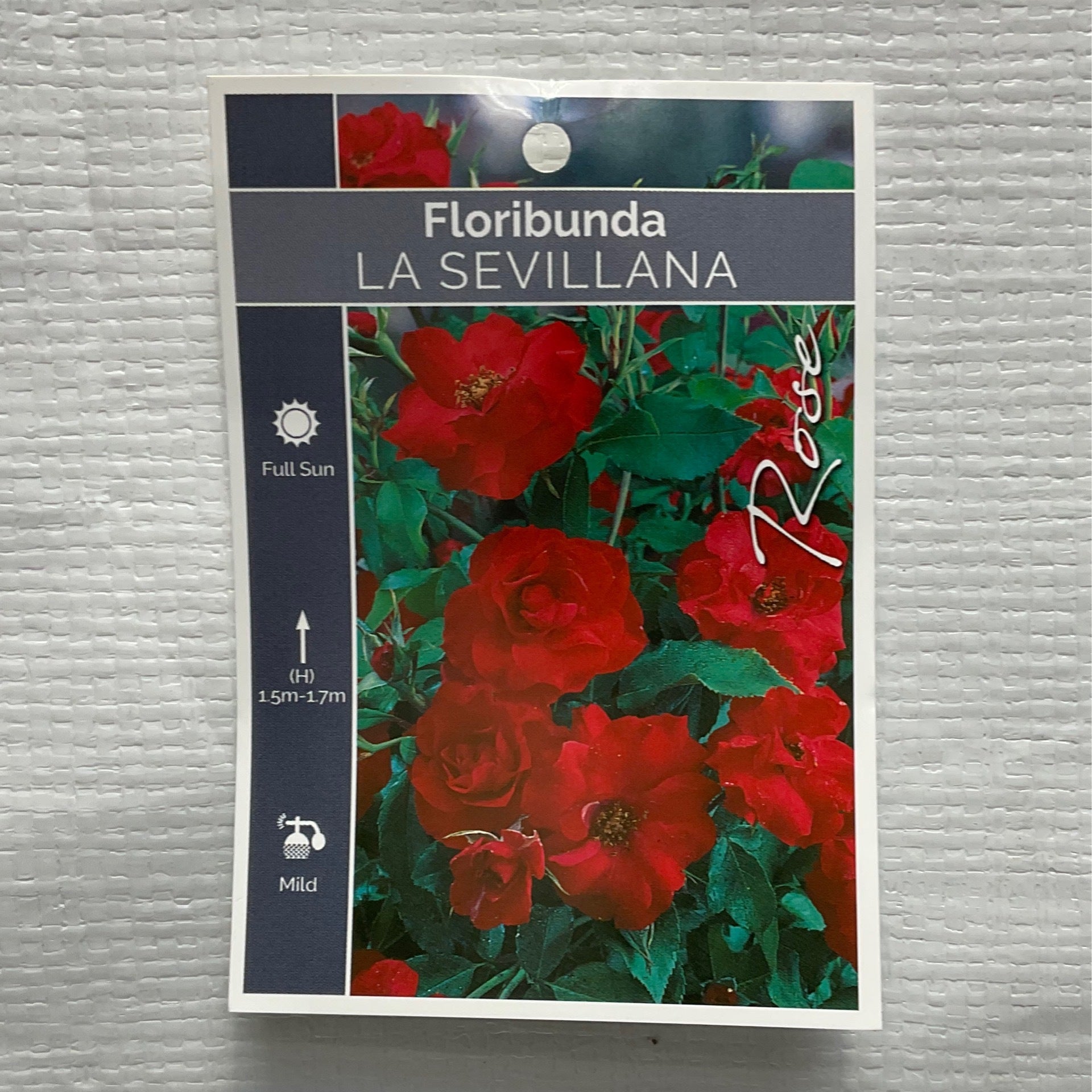 La Sevillana Bush Rose | Formosa Gardens Nursery, Ballarat