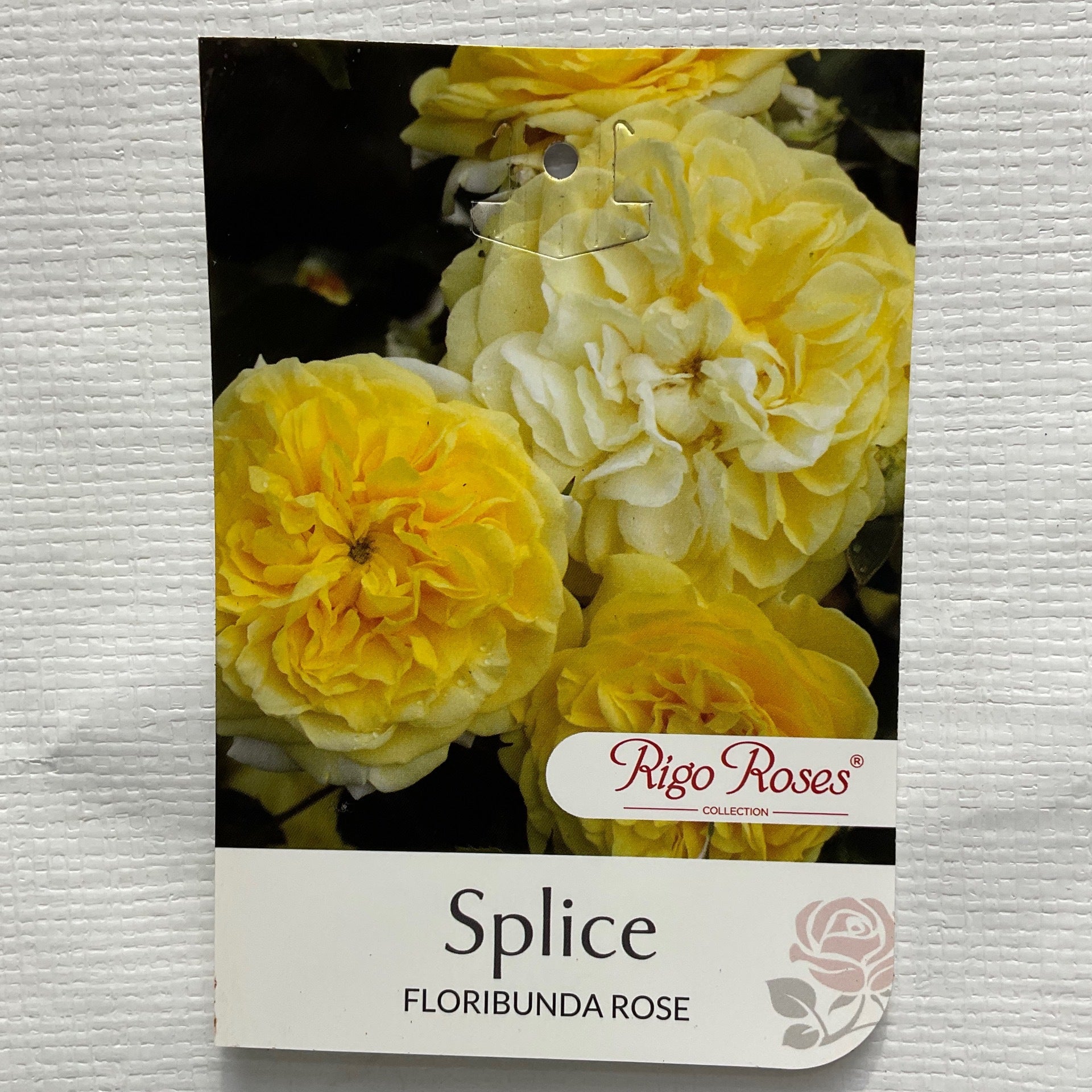Splice Bush Rose | Formosa Gardens Nursery, Ballarat
