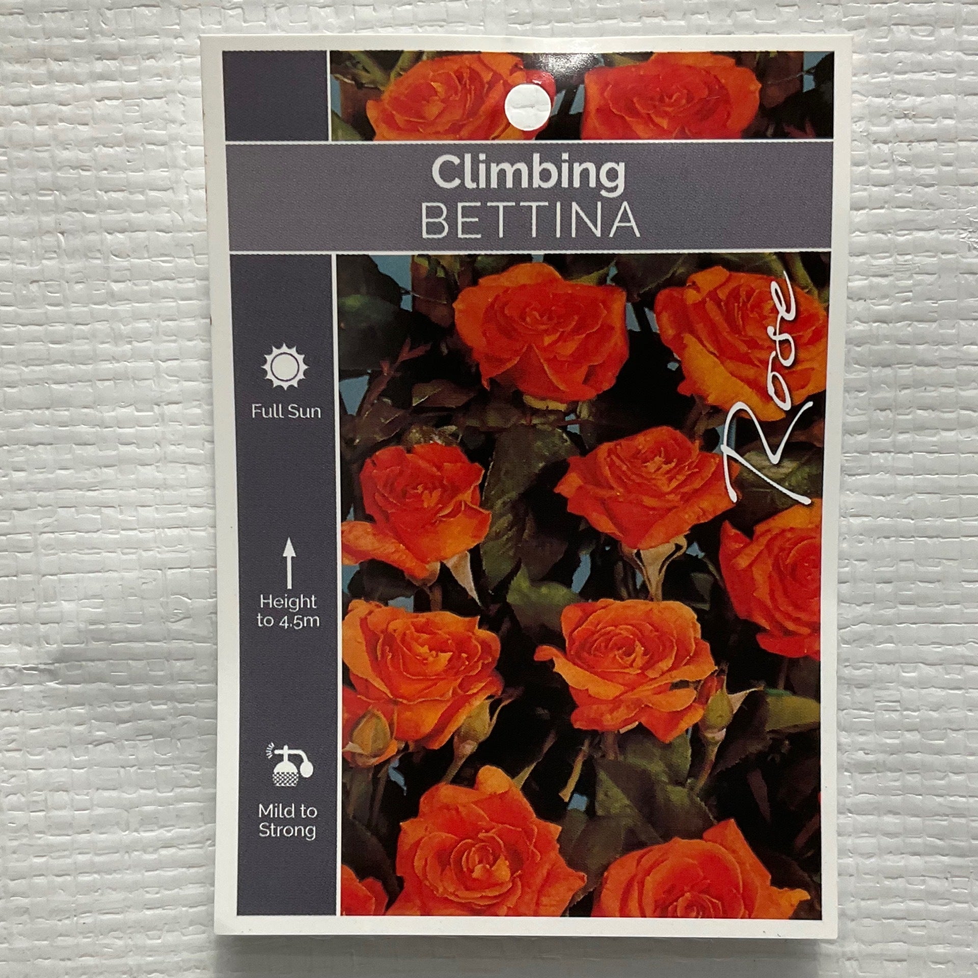 Bettina Climbing Rose | Formosa Gardens Nursery, Ballarat