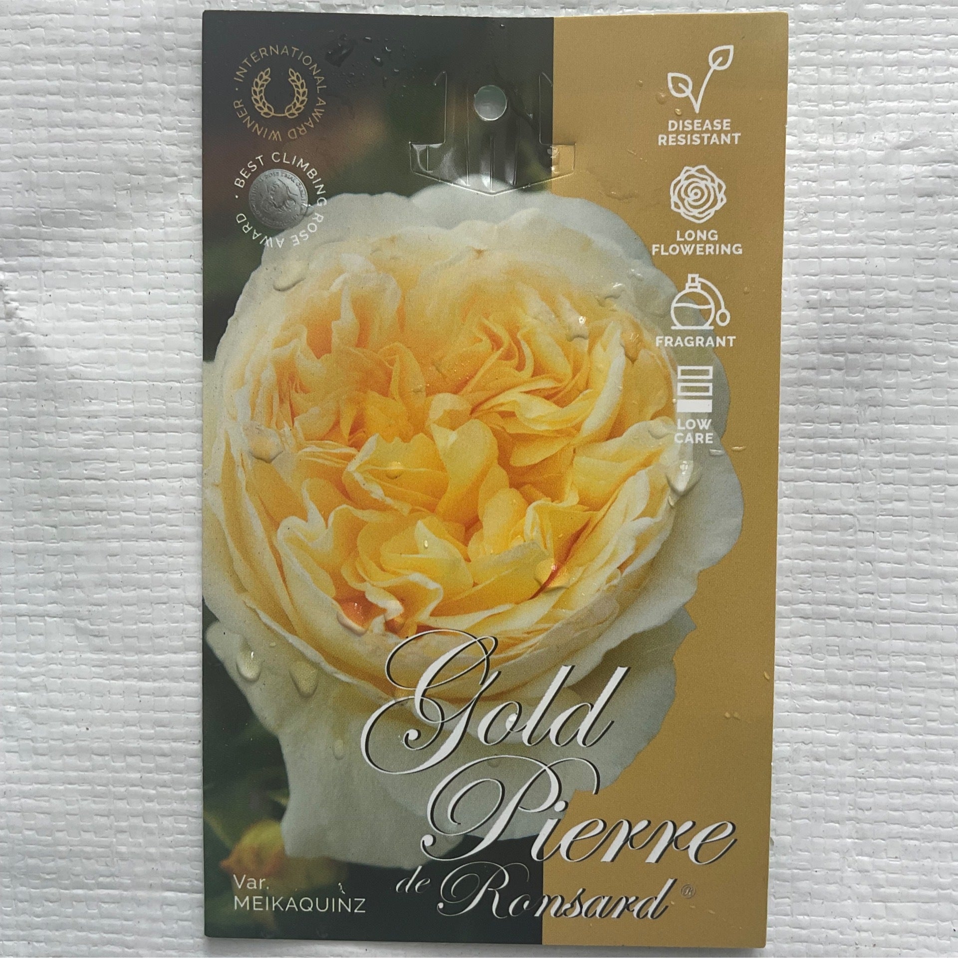 Pierre de Ronsard Gold Climbing Rose | Formosa Gardens Nursery, Ballarat