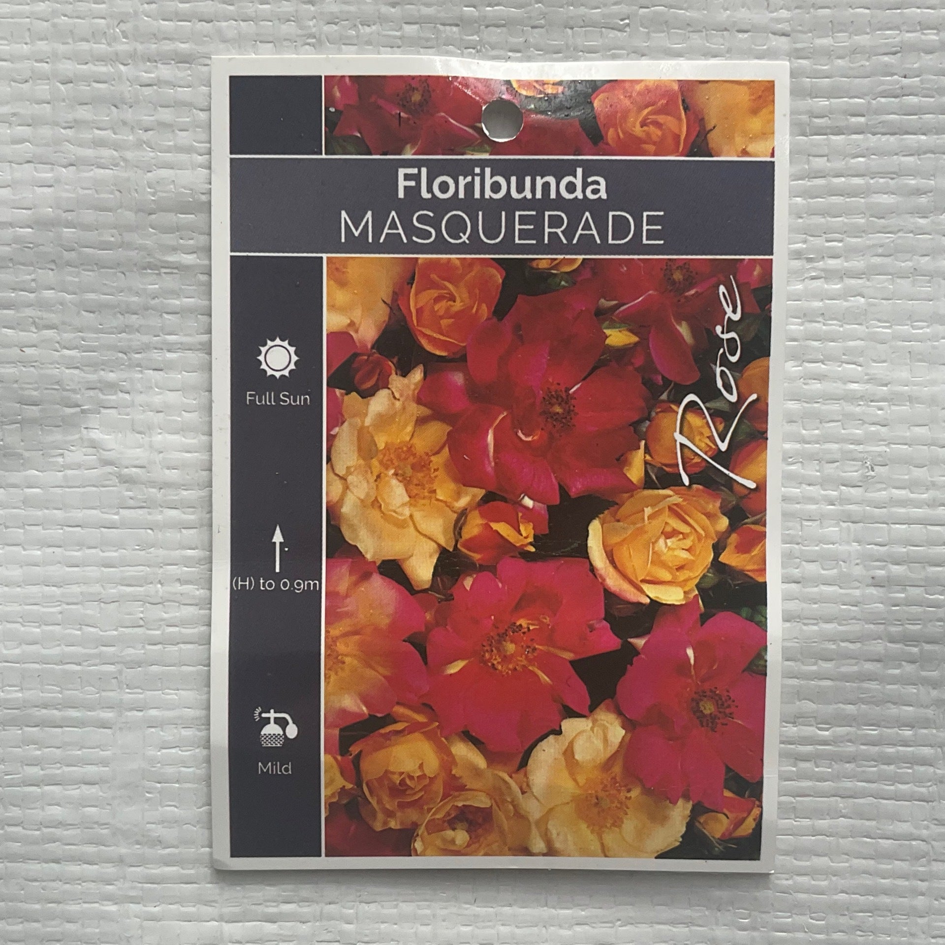 Masquerade Bush Rose | Formosa Gardens Nursery, Ballarat