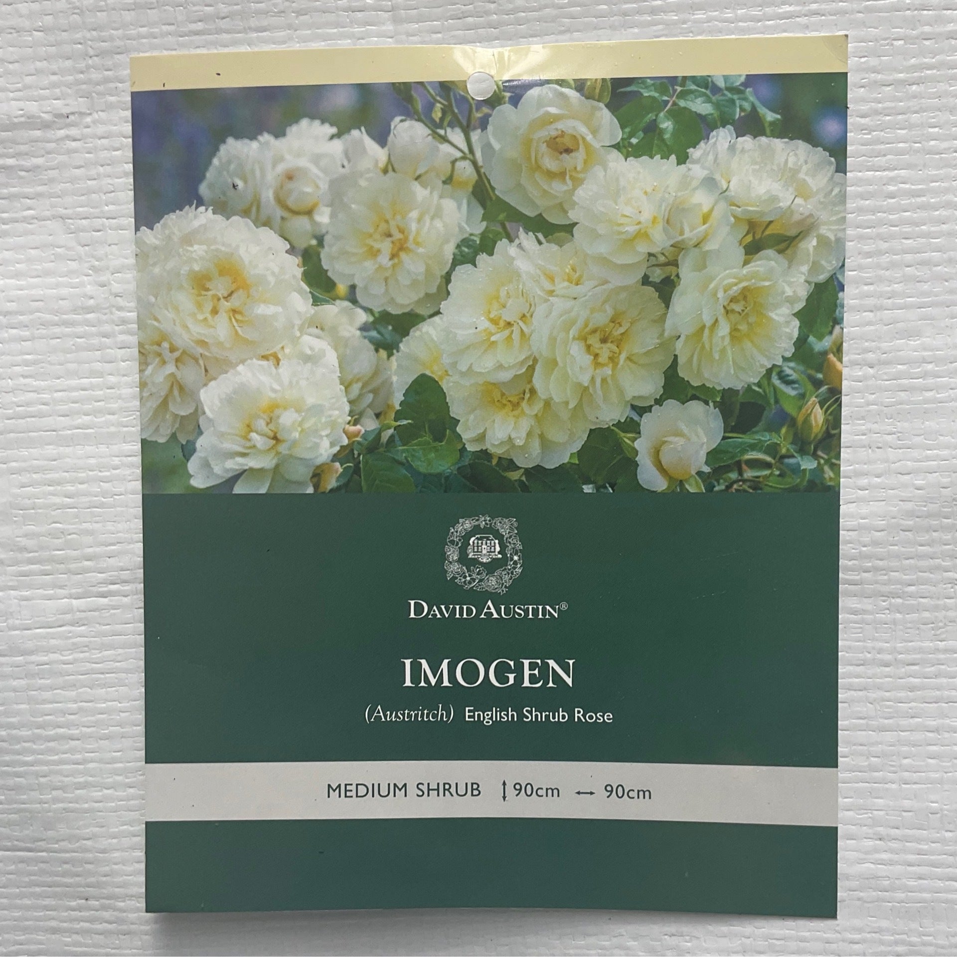 Imogen David Austin Bush Rose | Formosa Gardens Nursery, Ballarat