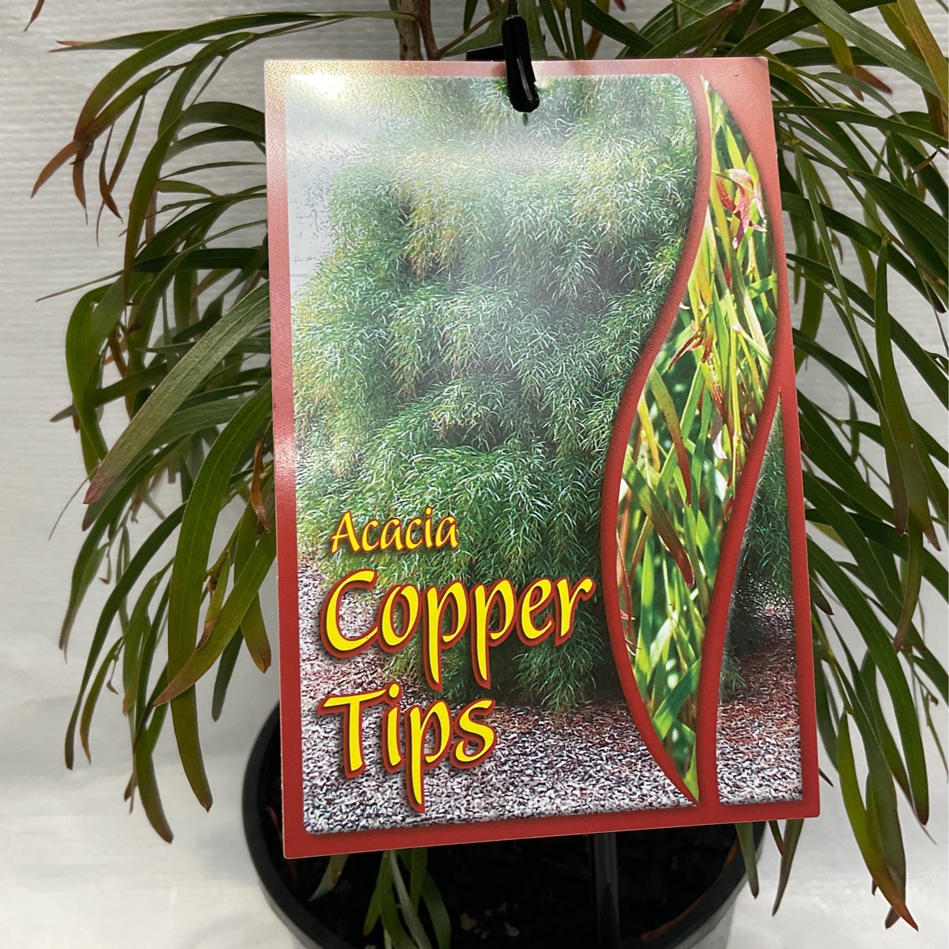 Acacia Copper Tips | Formosa Gardens Nursery, Ballarat