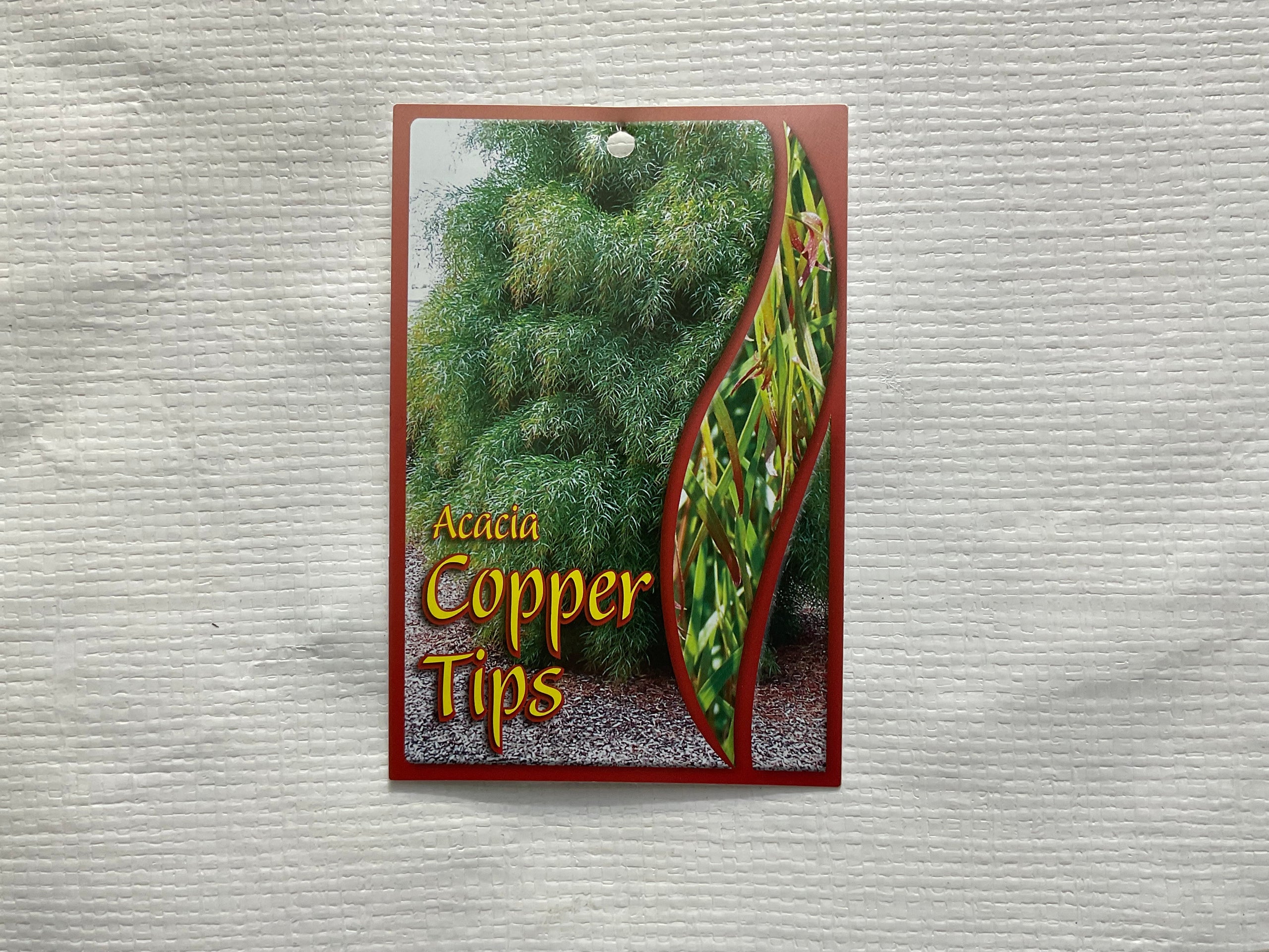 Acacia Copper Tips | Formosa Gardens Nursery, Ballarat