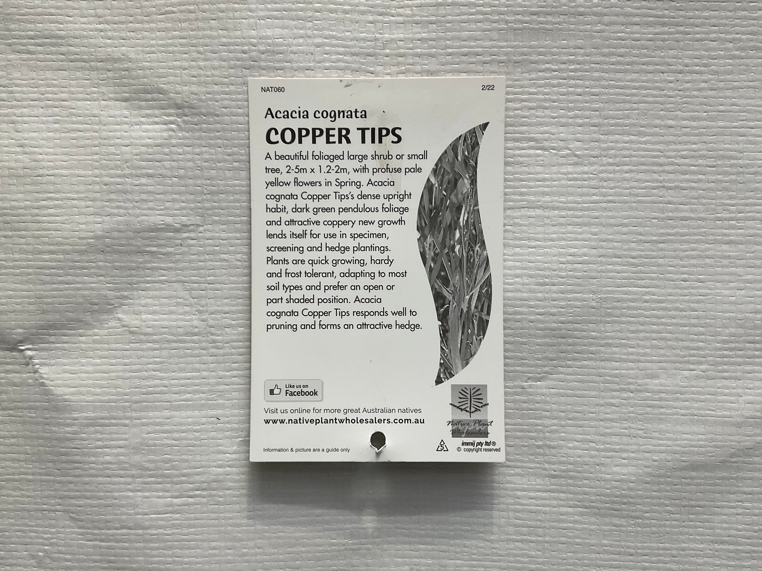 Acacia Copper Tips | Formosa Gardens Nursery, Ballarat