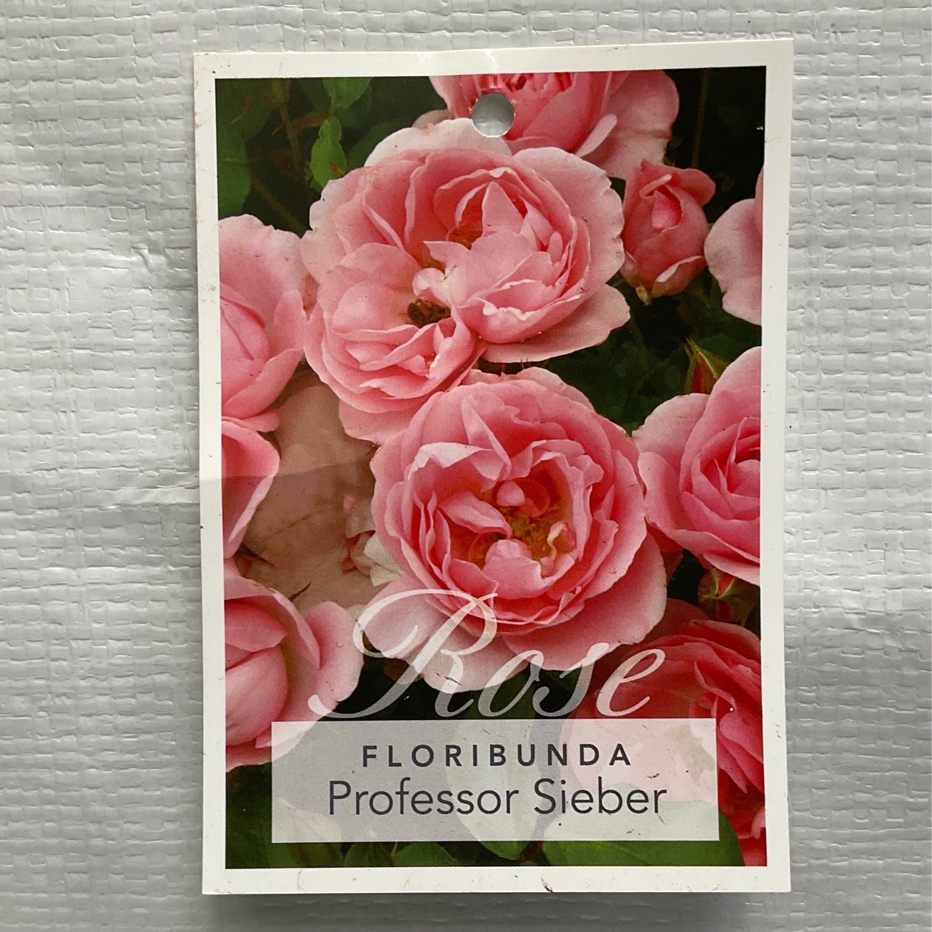 Professor Sieber Bush Rose | Formosa Gardens Nursery, Ballarat