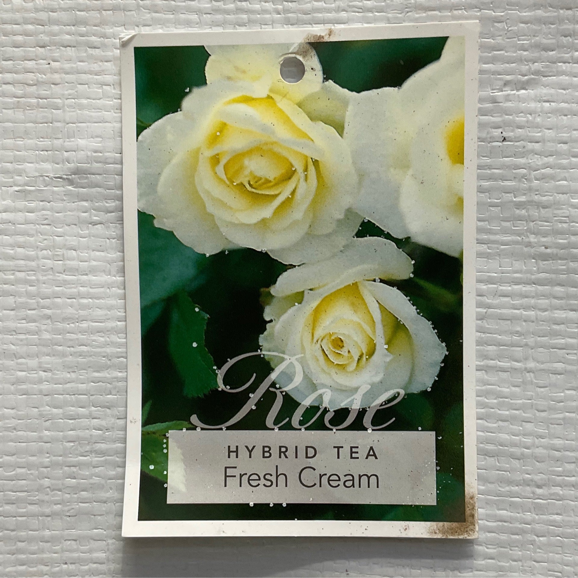 Fresh Cream Bush Rose | Formosa Gardens Nursery, Ballarat