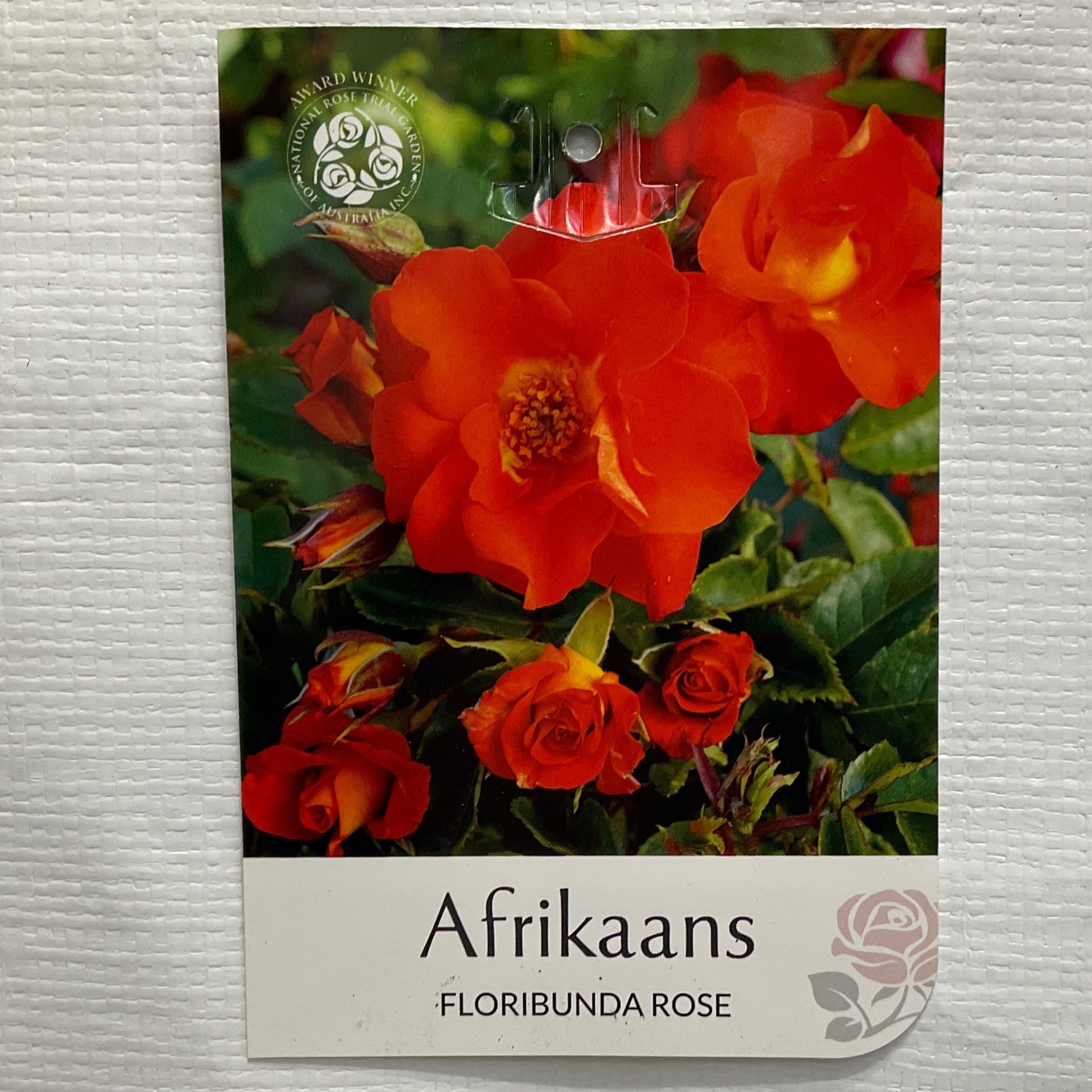 Afrikaans Bush Rose | Formosa Gardens Nursery, Ballarat