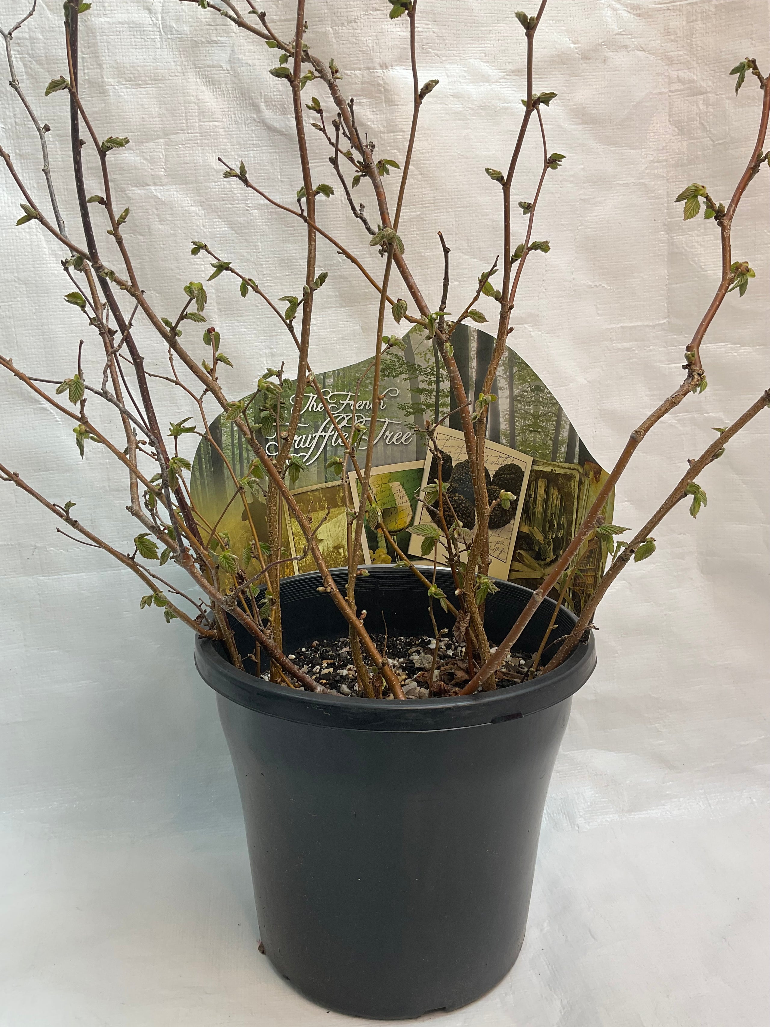 The French Truffle Tree | Formosa Gardens Nursery, Ballarat