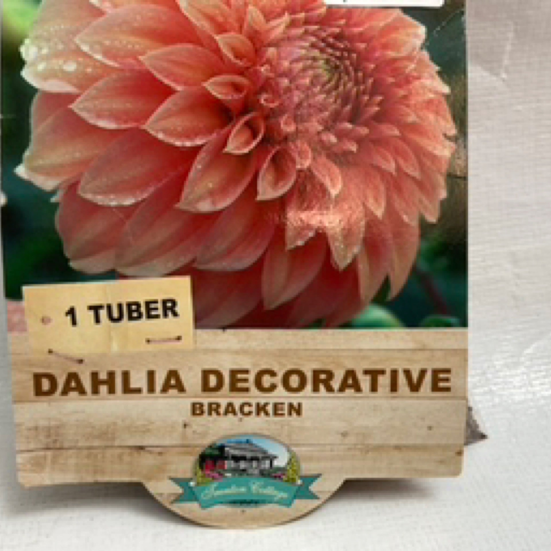 Dahlia Bracken Decorative | Formosa Gardens Nursery, Ballarat