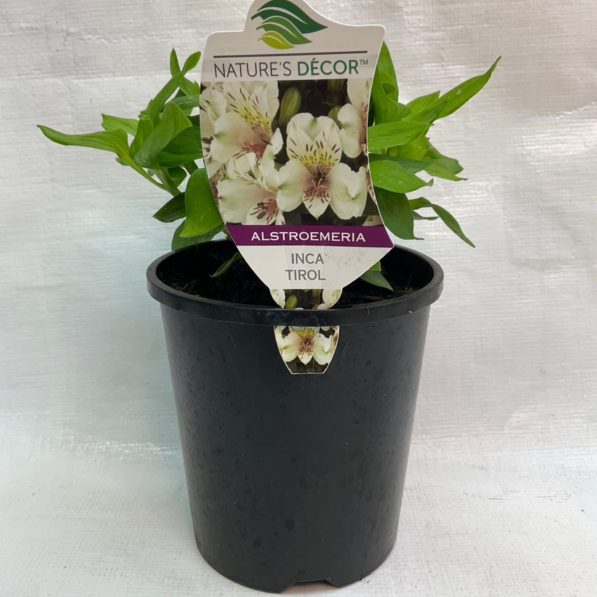 Alstroemeria Inca Tirol | Formosa Gardens Nursery, Ballarat