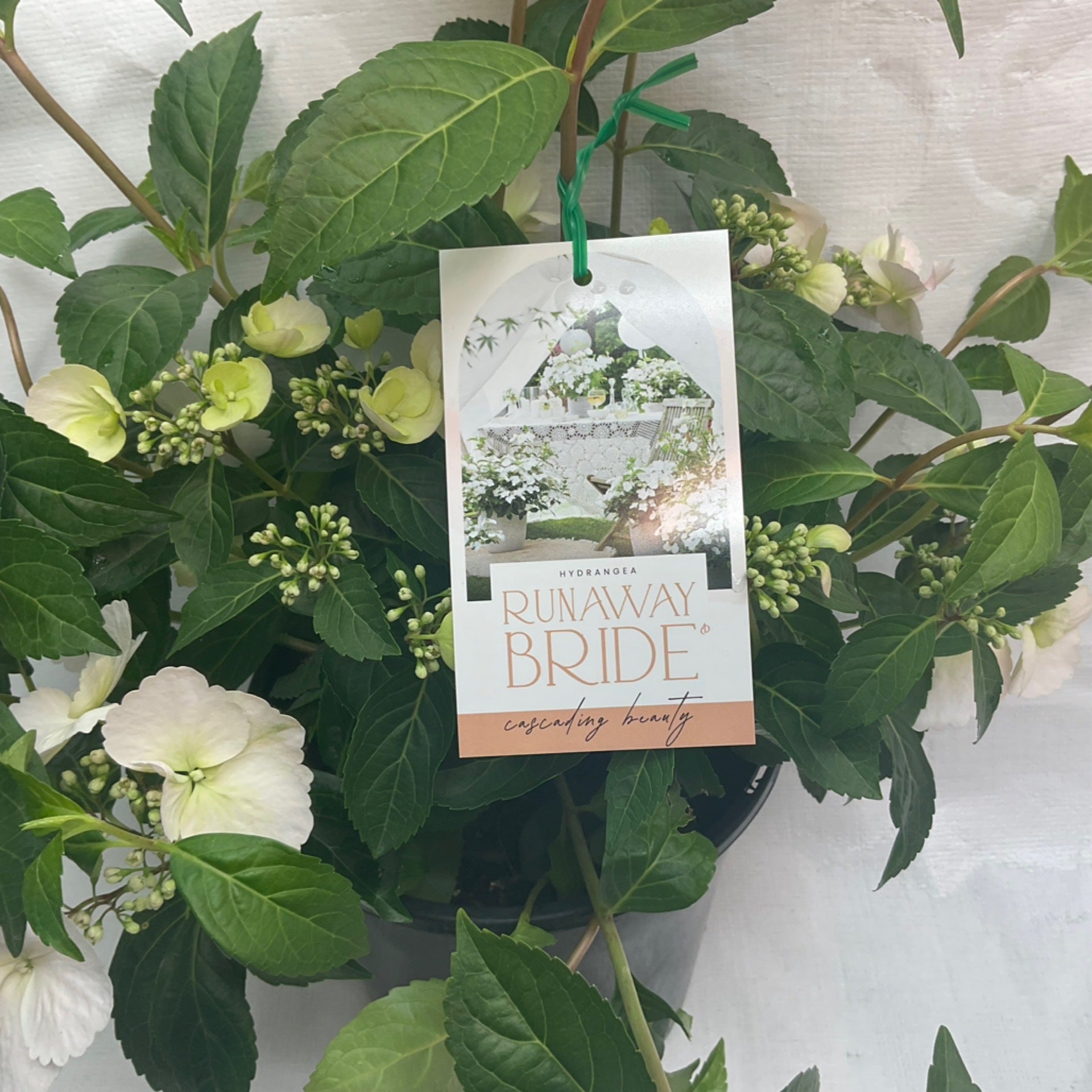 Hydrangea Runaway Bride | Formosa Gardens Nursery, Ballarat