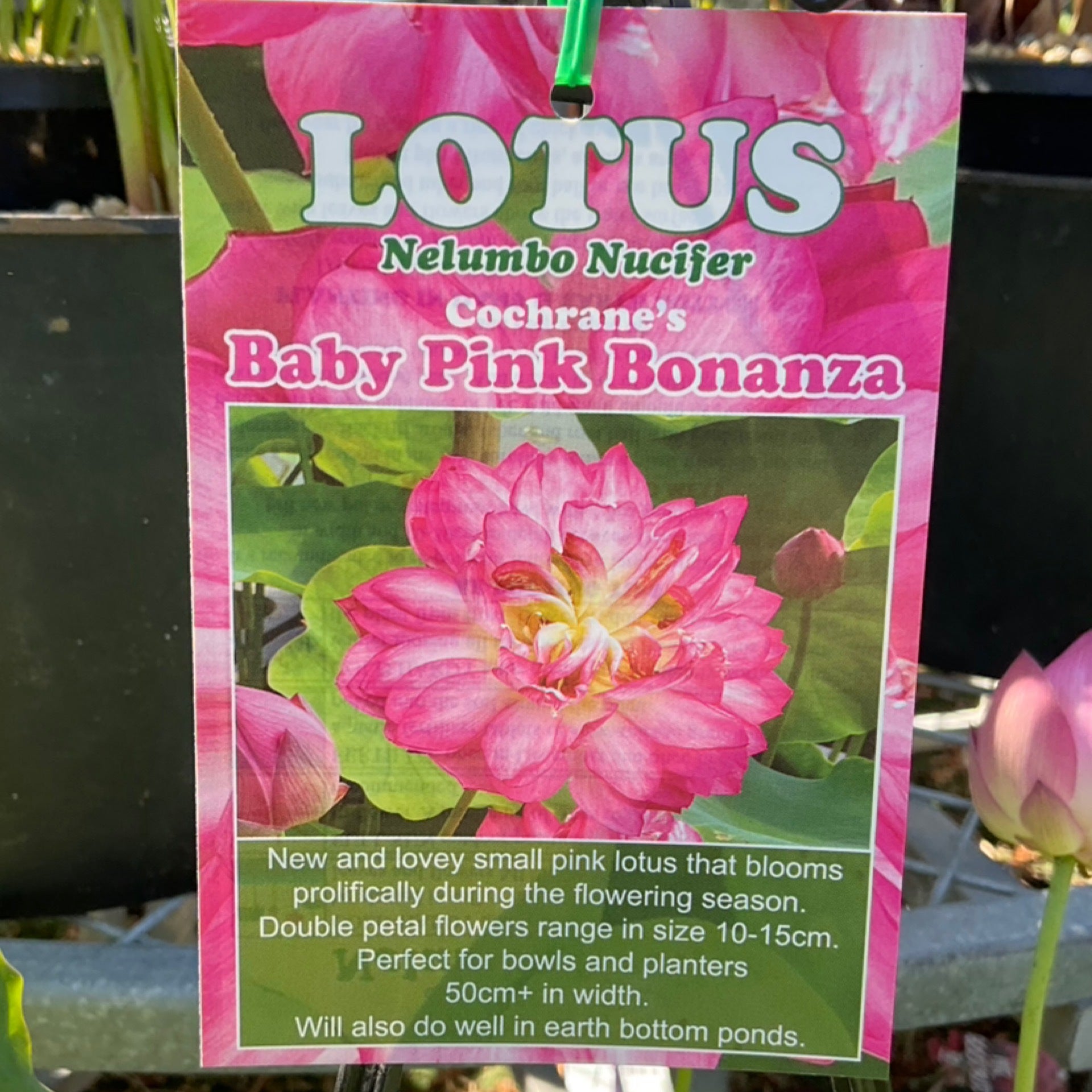 Lotus Baby Pink Bonanza | Formosa Gardens Nursery, Ballarat