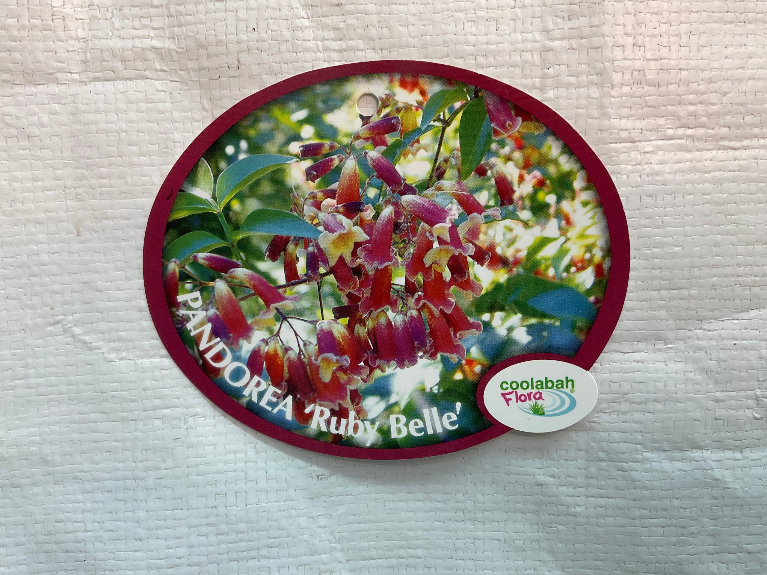 Pandorea Ruby Belle | Formosa Gardens Nursery, Ballarat