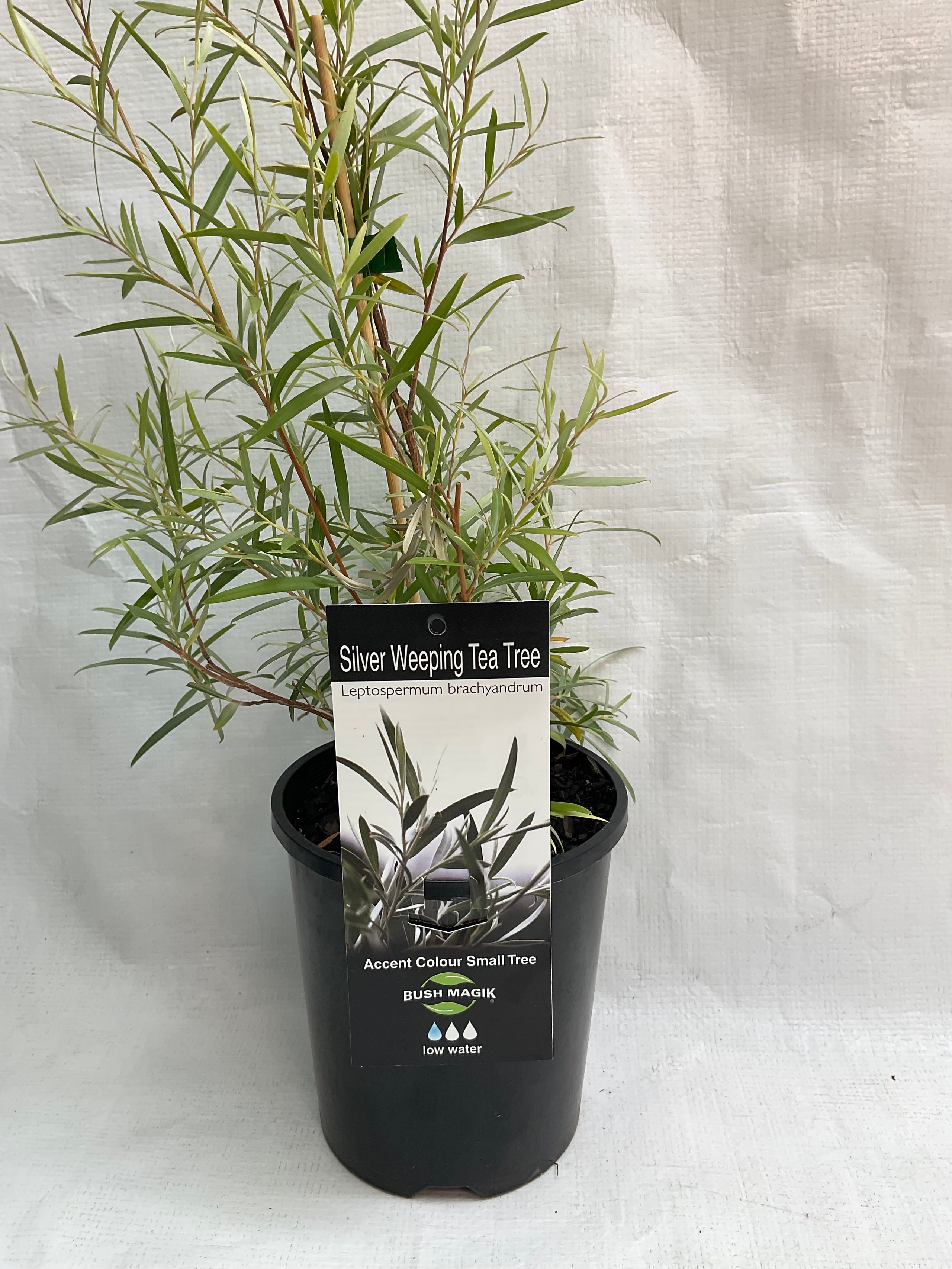 Leptospermum brachyandrum silver weeping tea tree | Formosa Gardens ...