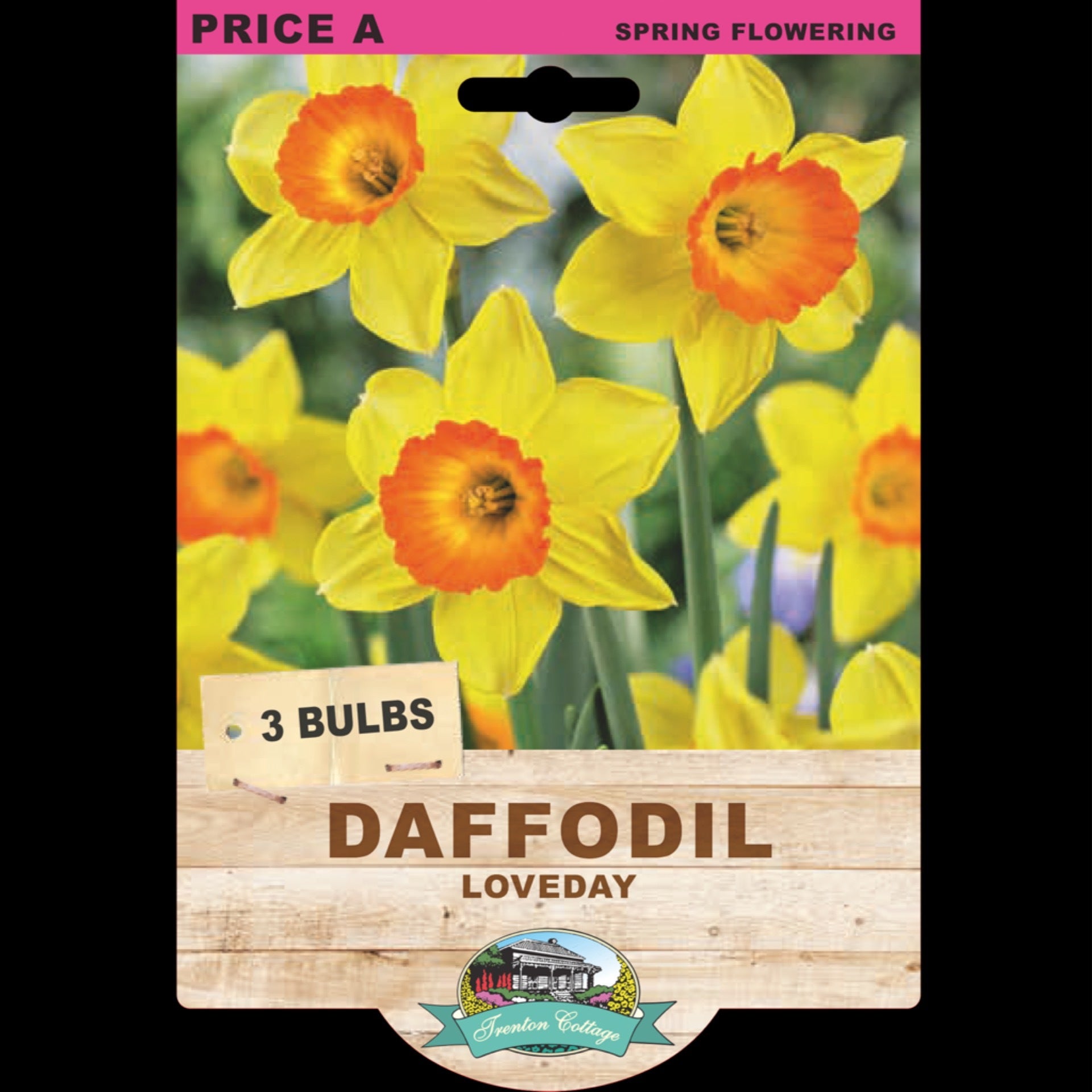 Daffodil Loveday 3pk | Formosa Gardens Nursery, Ballarat